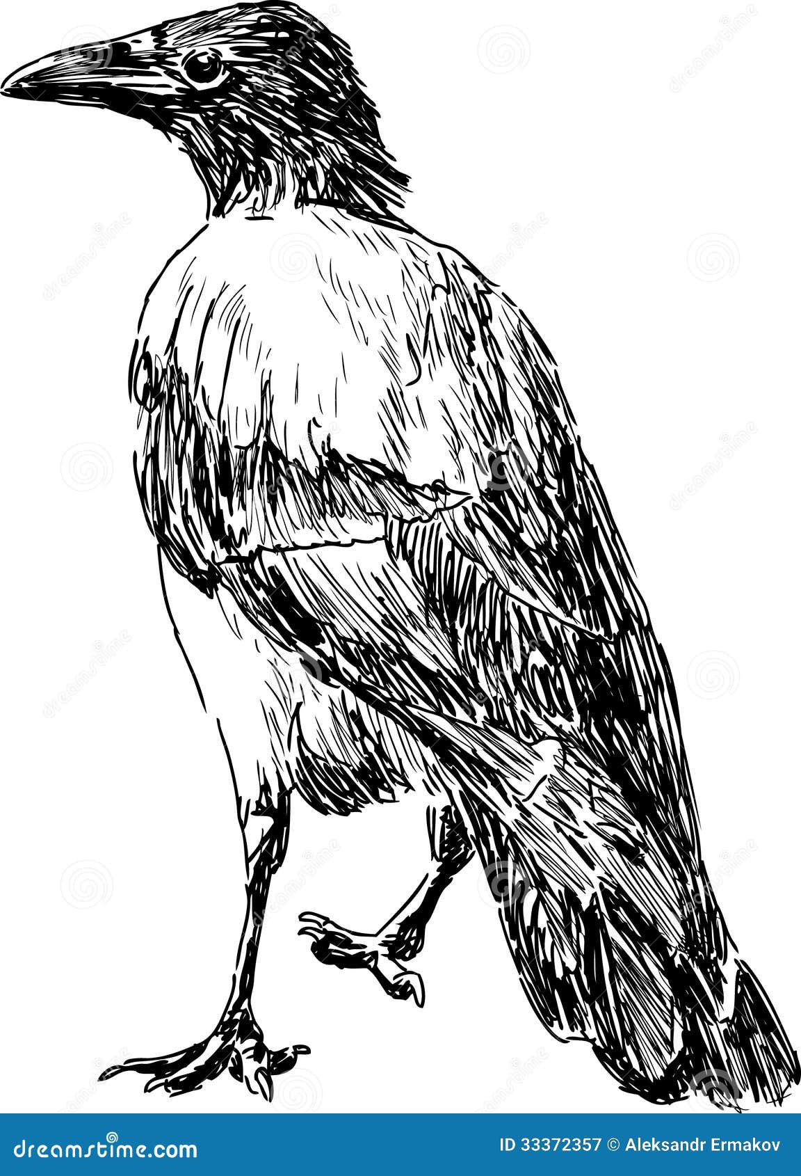 Rabe vektor abbildung. Illustration von skizze, heck - 33372357