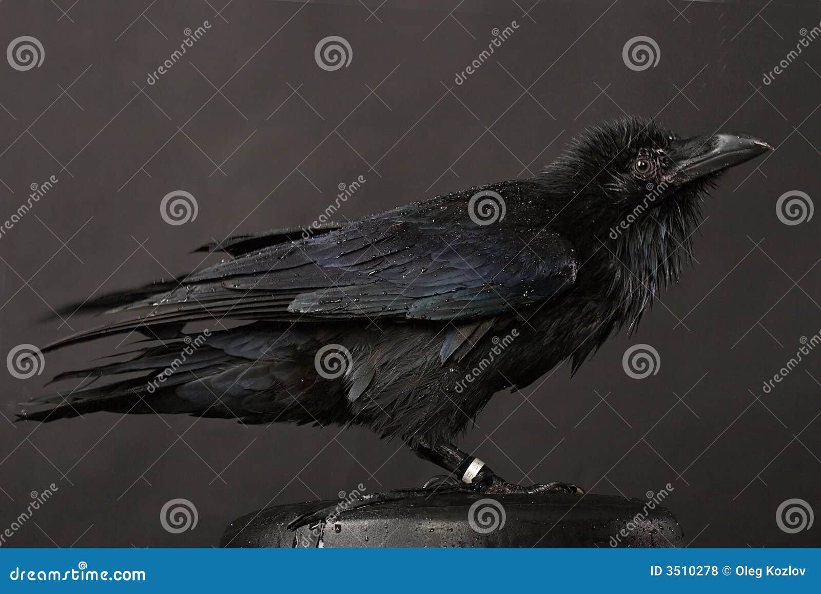 Rabe stockfoto. Bild von auge, hexerei, traditionell, seltsam - 3510278