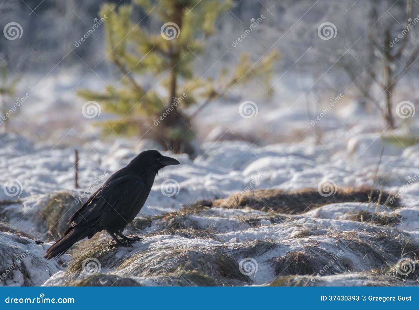 Rabe stockbild. Bild von corvus, schönheit, feder, greifer - 37430393