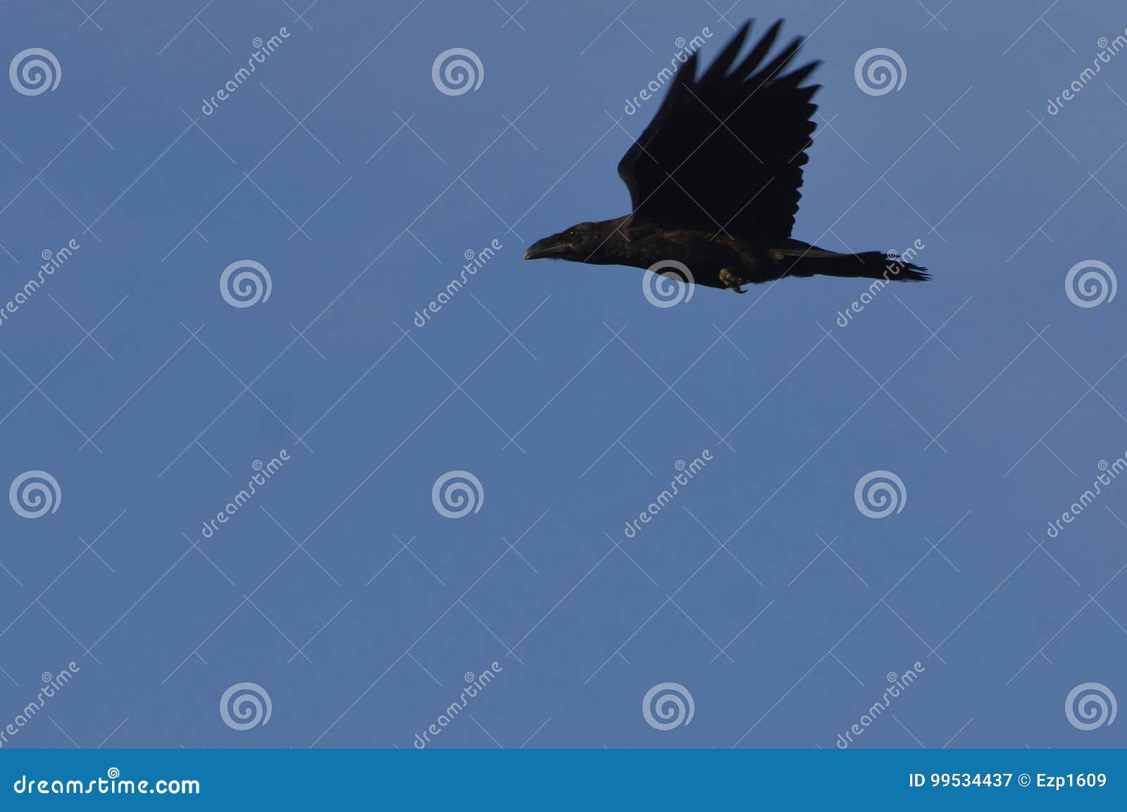 Rabe im Flug stockbild. Bild von bussard, flugwesen, gefieder - 99534437