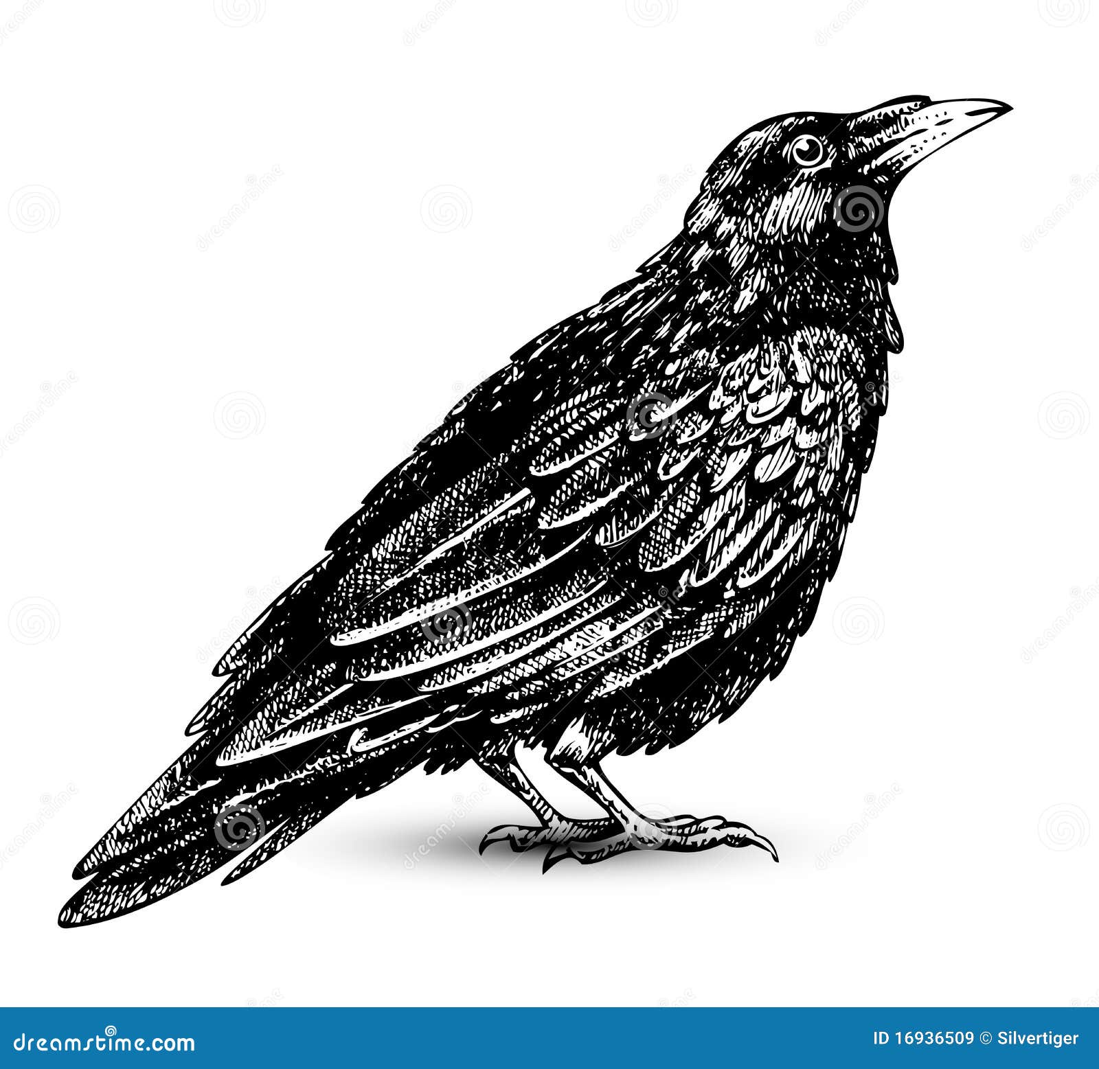 Rabenzeichnung vektor abbildung. Illustration von künstlerisch - 16936509
