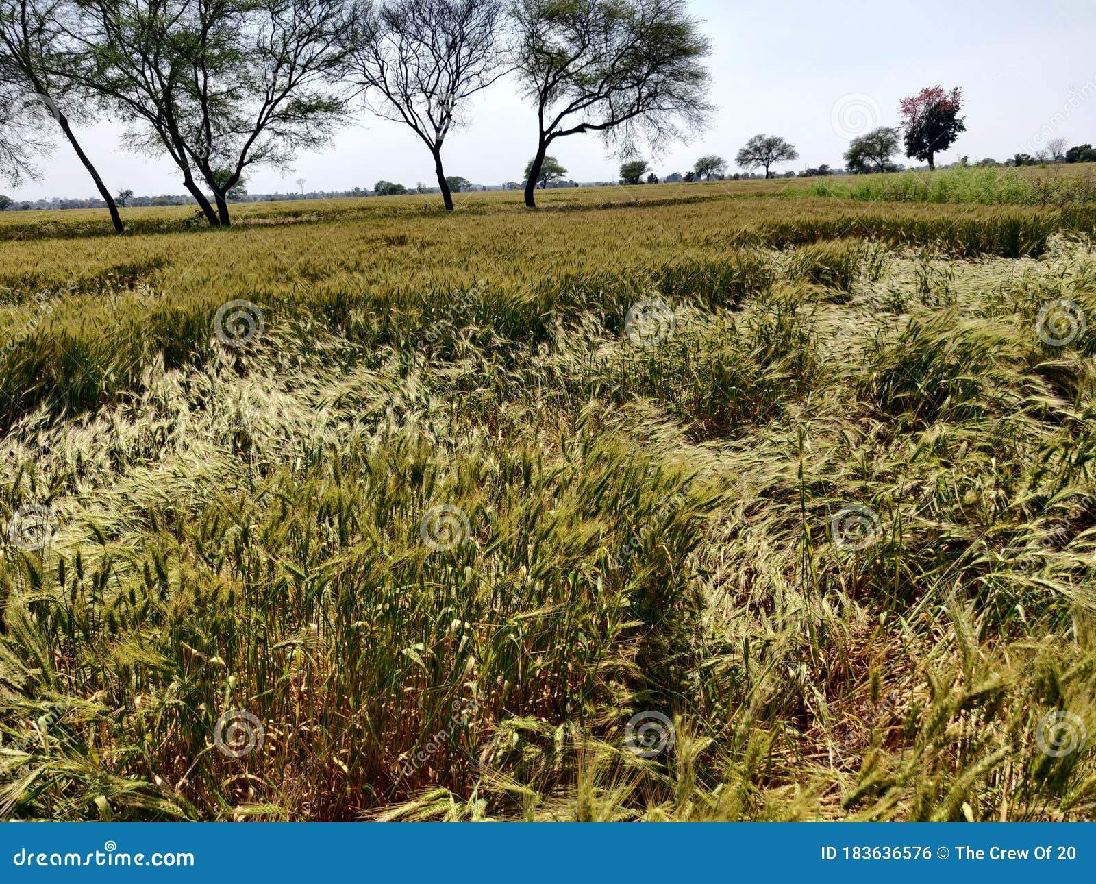 Rabi Crop Wheat stock photo. Image of rabi, wheatcrop - 183636576