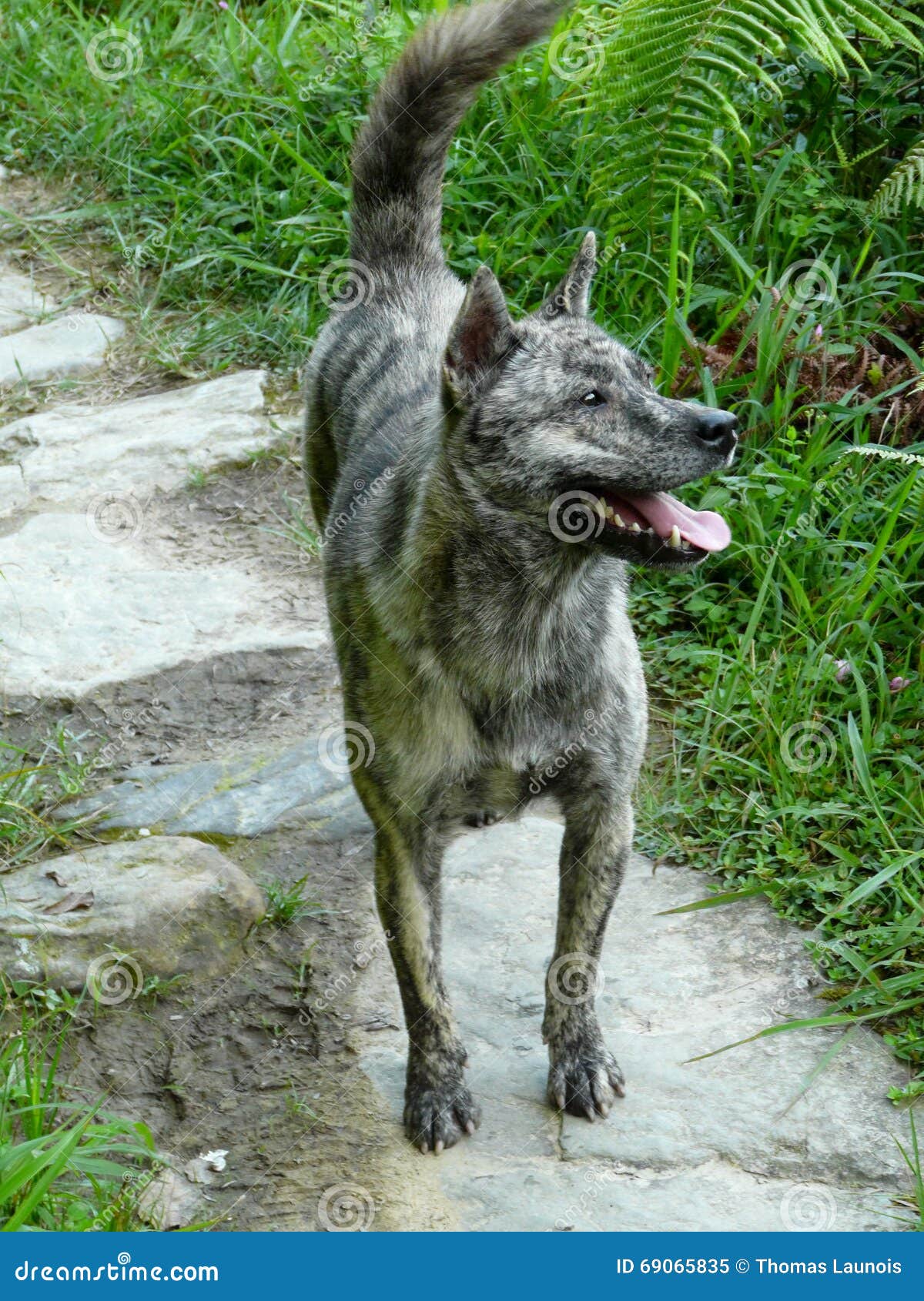 Rabid dog stock image. Image of teeth, eczema, rabid - 69065835