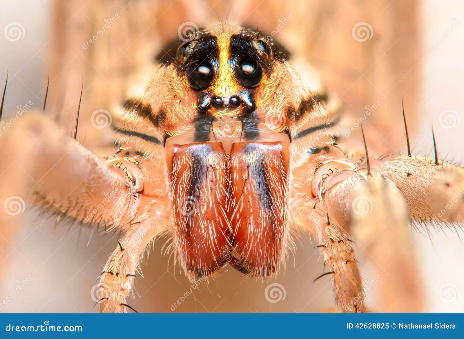 Rabidosa Rabida - Wolf Spider Stock Image - Image of color, fangs: 42628825