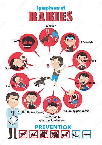 Rabies stock vector. Illustration of infection, bite - 69323204