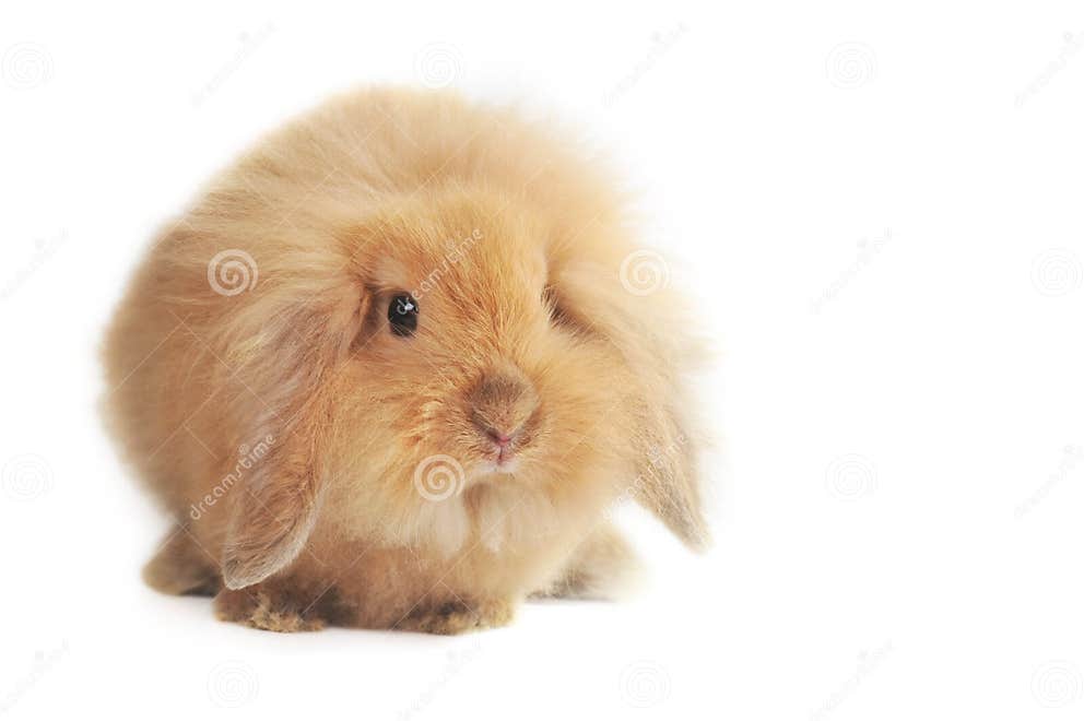 Rabiit on white stock photo. Image of surprise, cheerful - 11844948