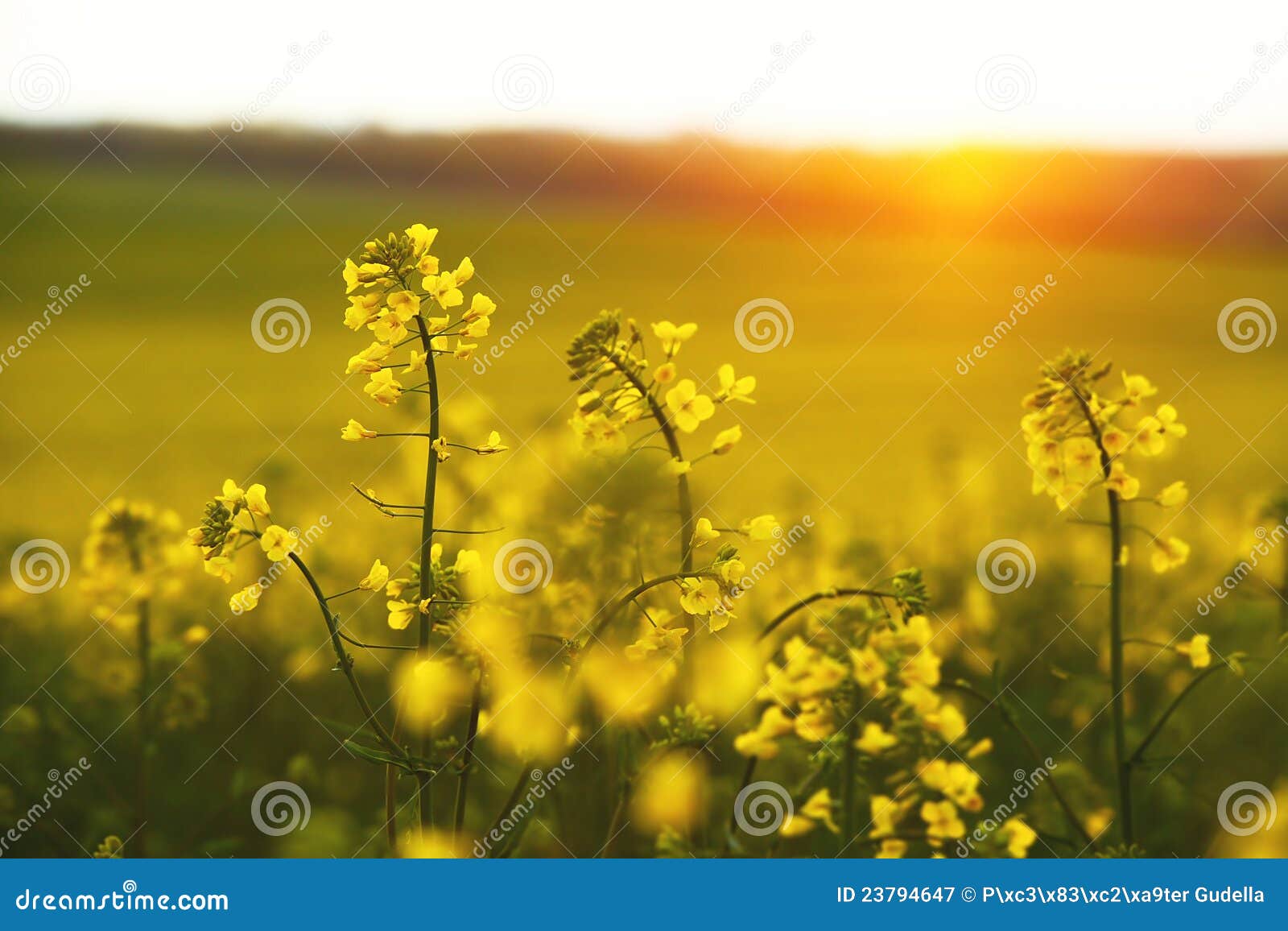 Rabina imagen de archivo. Imagen de cosecha, resorte - 23794647