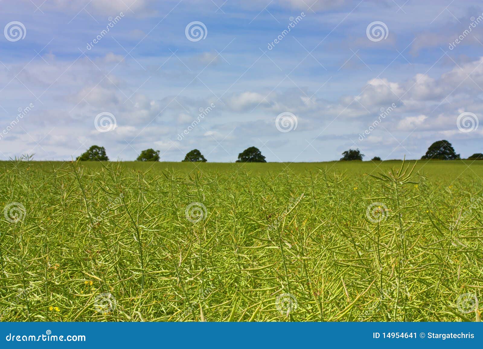Rabina De Las Colinas De Eildon Imagen de archivo - Imagen de escocia ...