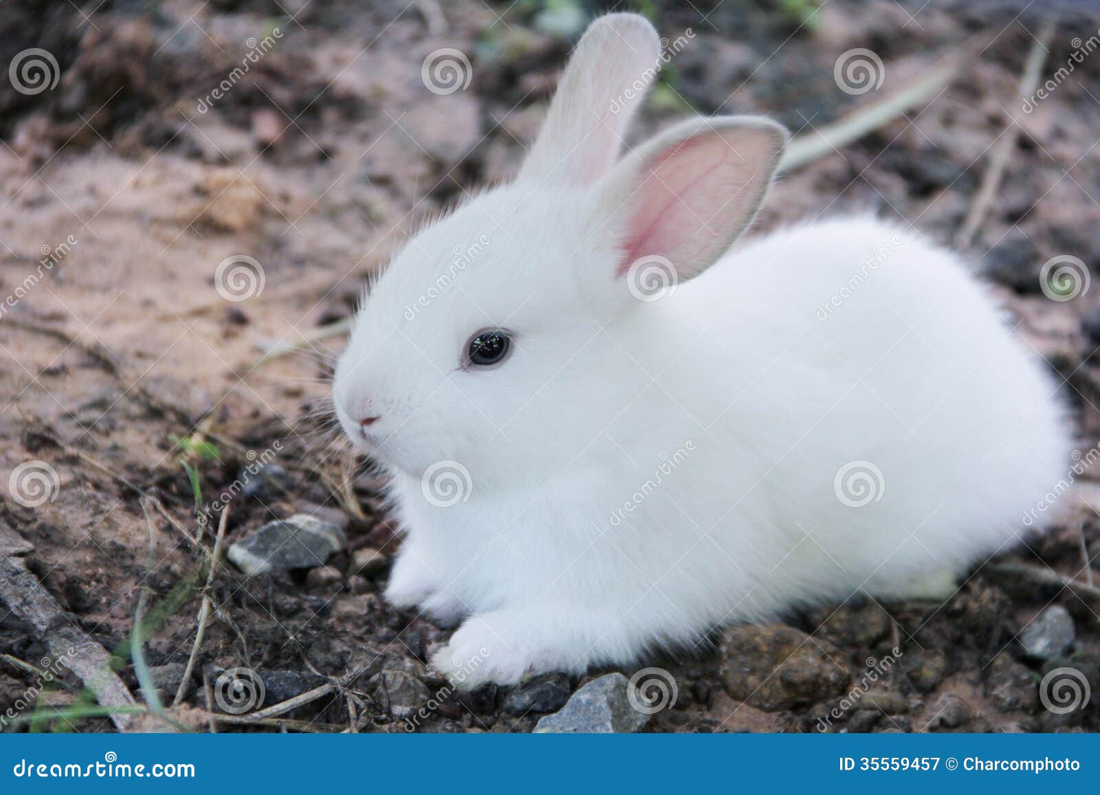 Rabit imagen de archivo. Imagen de blanco, cubo, animal - 35559457
