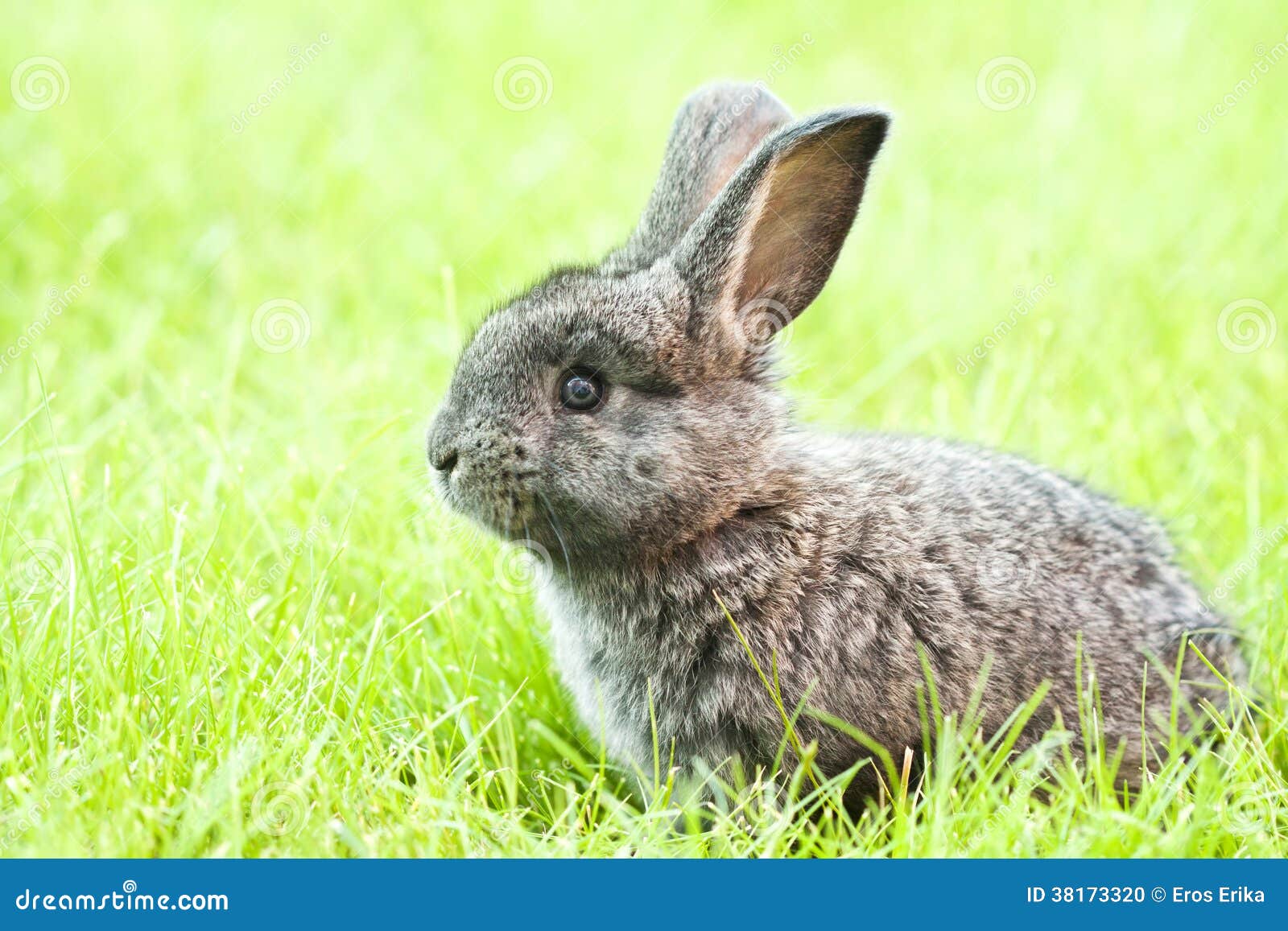 Rabit bunny in the grass stock photo. Image of fluffy - 38173320