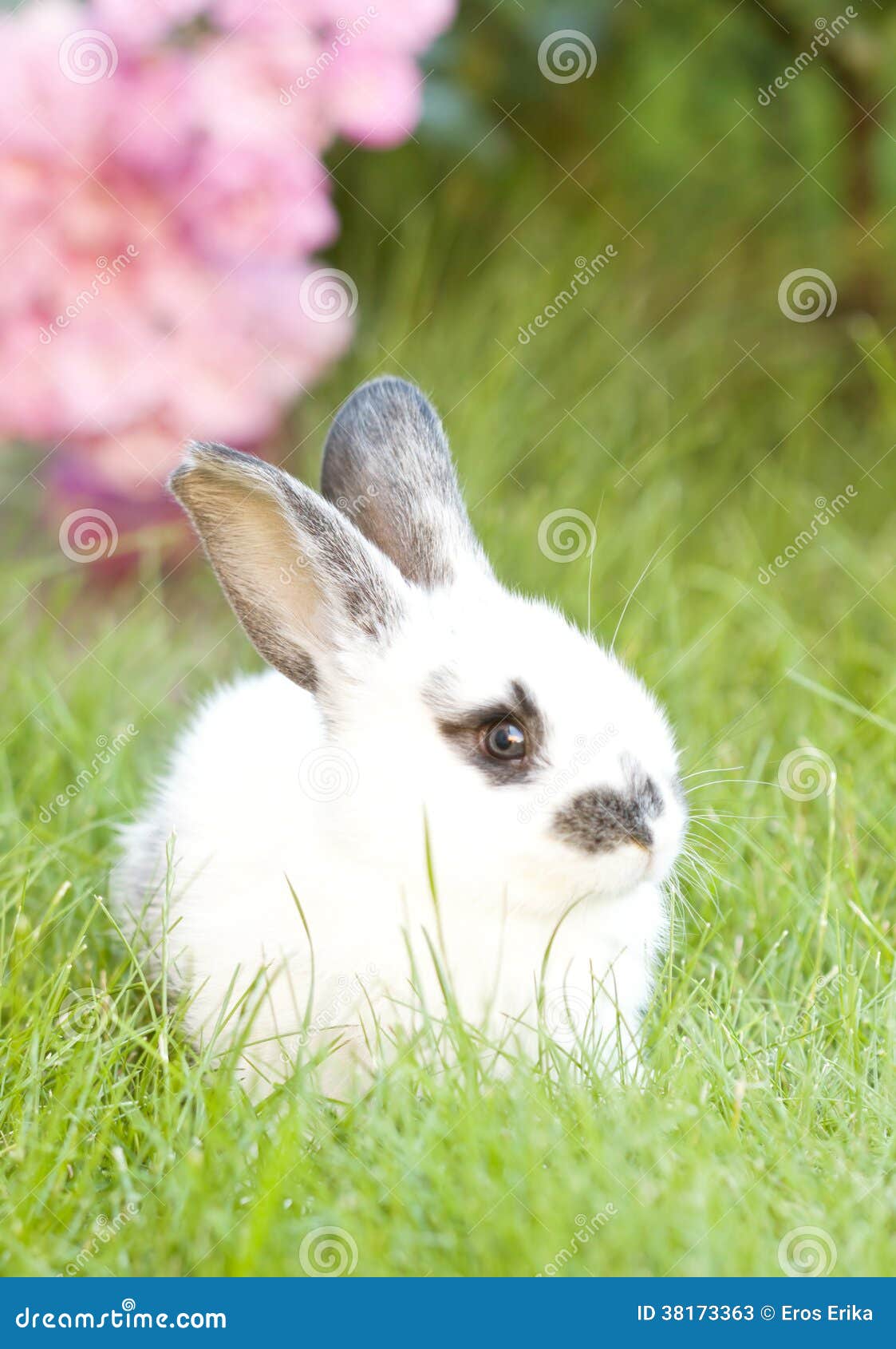 Rabit bunny in the grass stock image. Image of bunny - 38173363