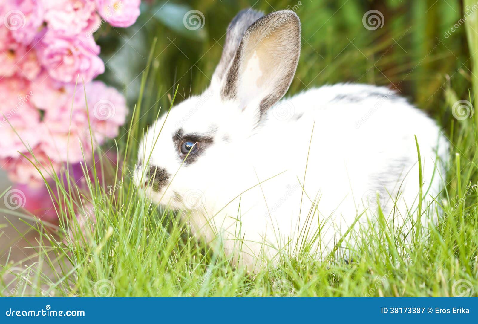 Rabit bunny in the grass stock image. Image of wild, rabbit - 38173387