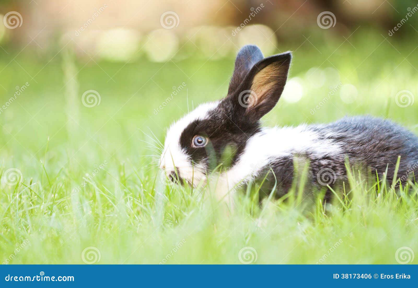 Rabit bunny in the grass stock photo. Image of hairy - 38173406
