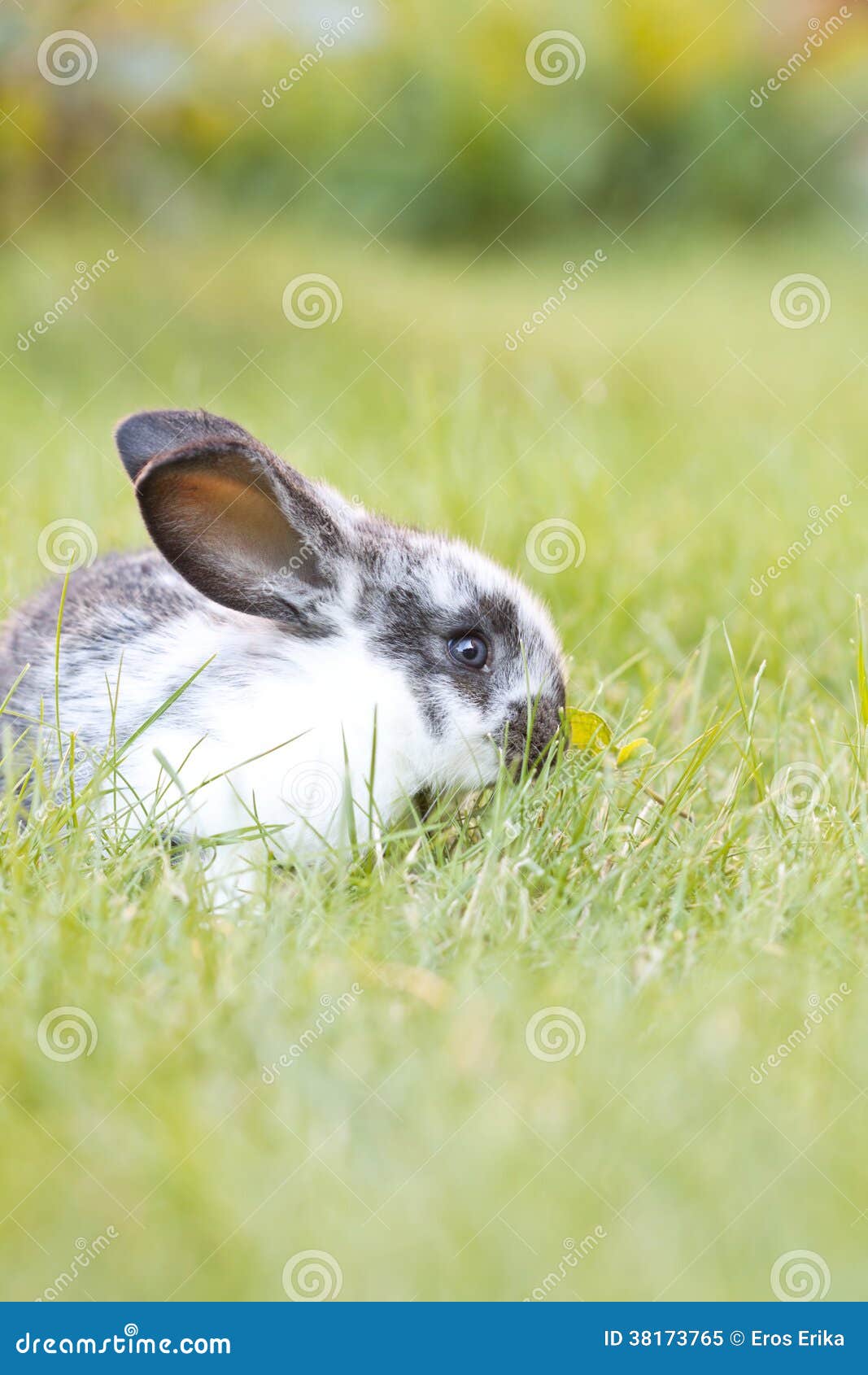 Rabit bunny in the grass stock image. Image of nature - 38173765