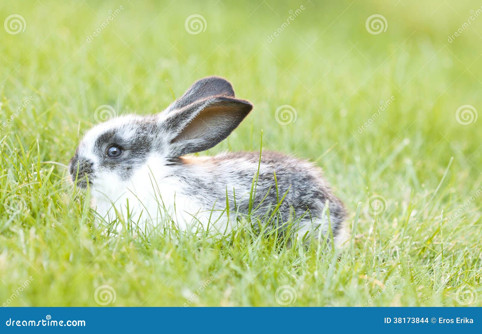 Rabit bunny in the grass stock photo. Image of alertness - 38173844