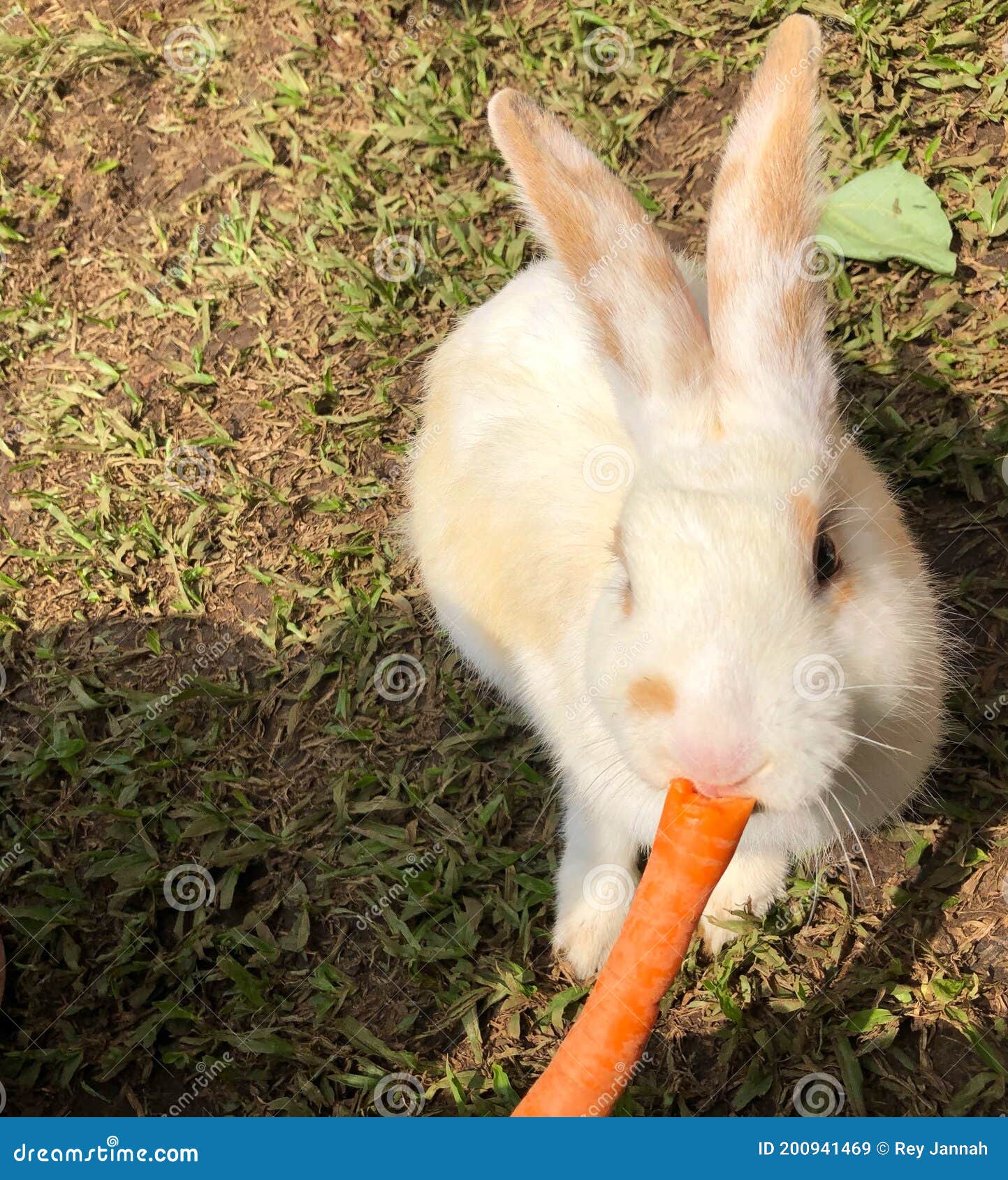 Rabit stock image. Image of orange, carrot, white, rabit - 200941469