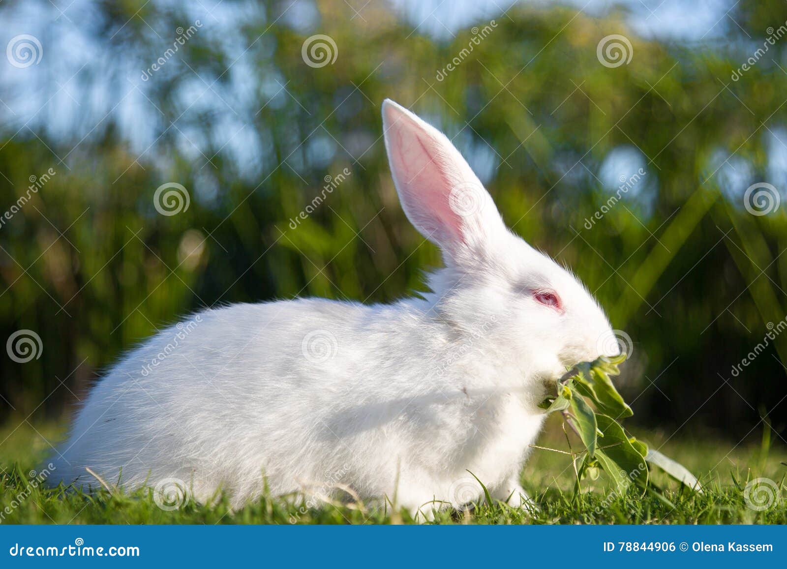 Rabit stock photo. Image of farm, whitecolor, eating - 78844906