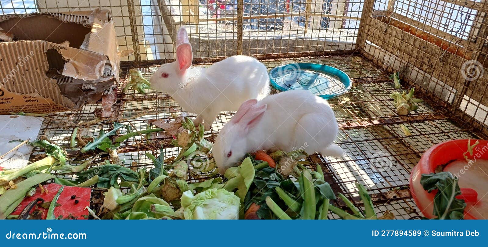 Rabit eating vegetables stock image. Image of eating - 277894589