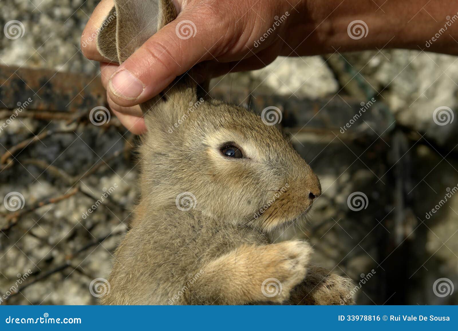 Rabit stock photo. Image of fear, ears, fearful, vacation - 33978816