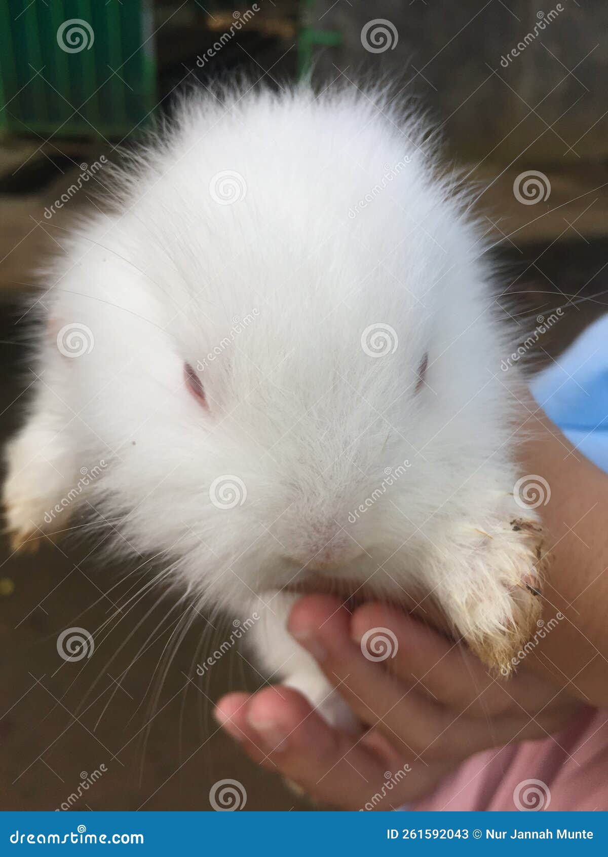 Rabit stock image. Image of rabit, world, animal, cute - 261592043