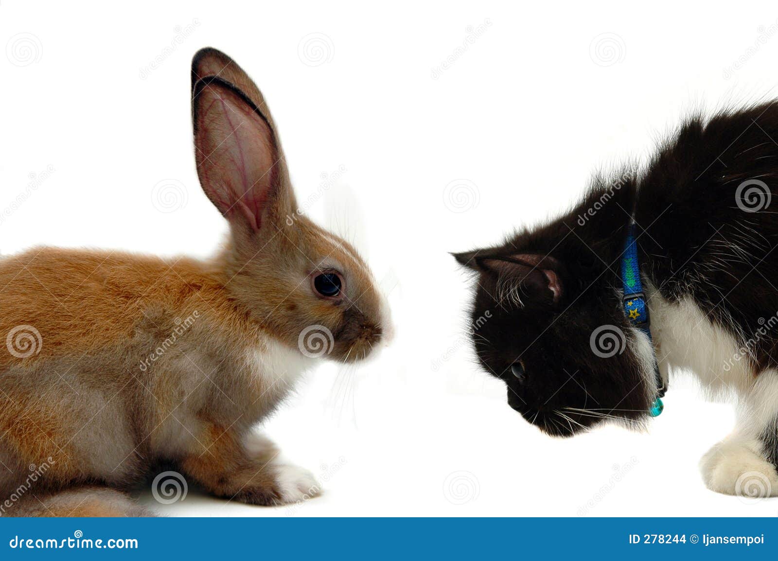 Rabit Vs cat stock photo. Image of rural, love, breed, bugs - 278244