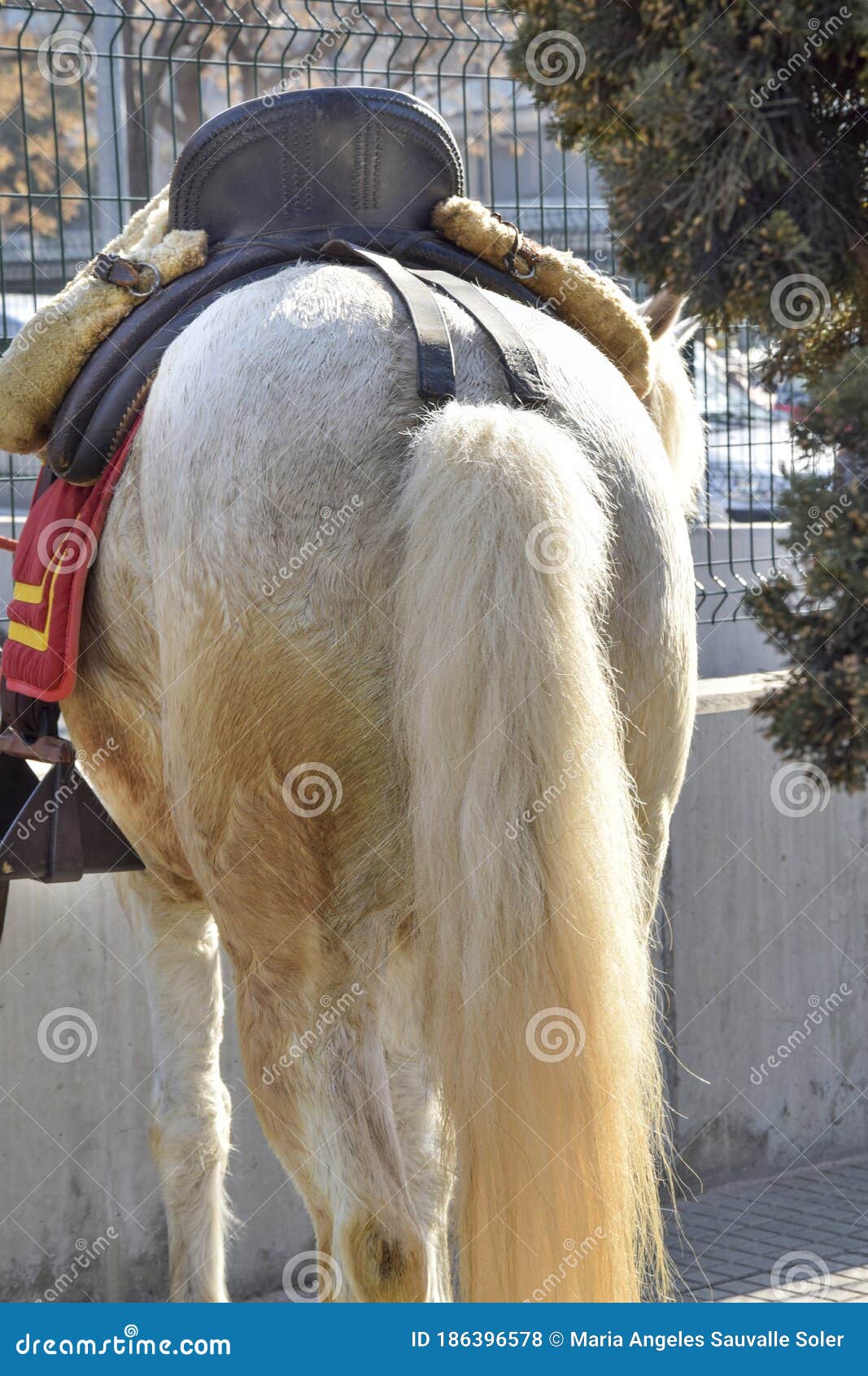 Rabo de cavalo. foto de stock. Imagem de sela, recuo - 186396578