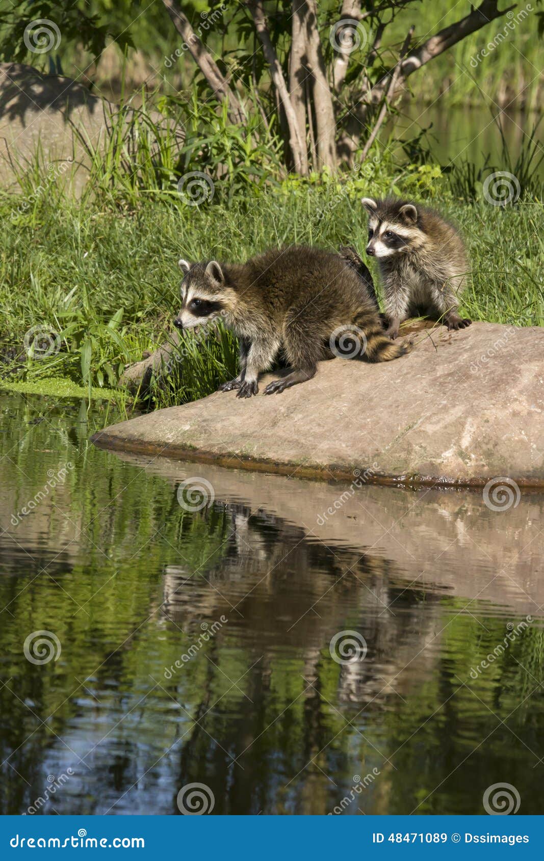 Racccons on a Rock with Reflection in the River Stock Image - Image of ...