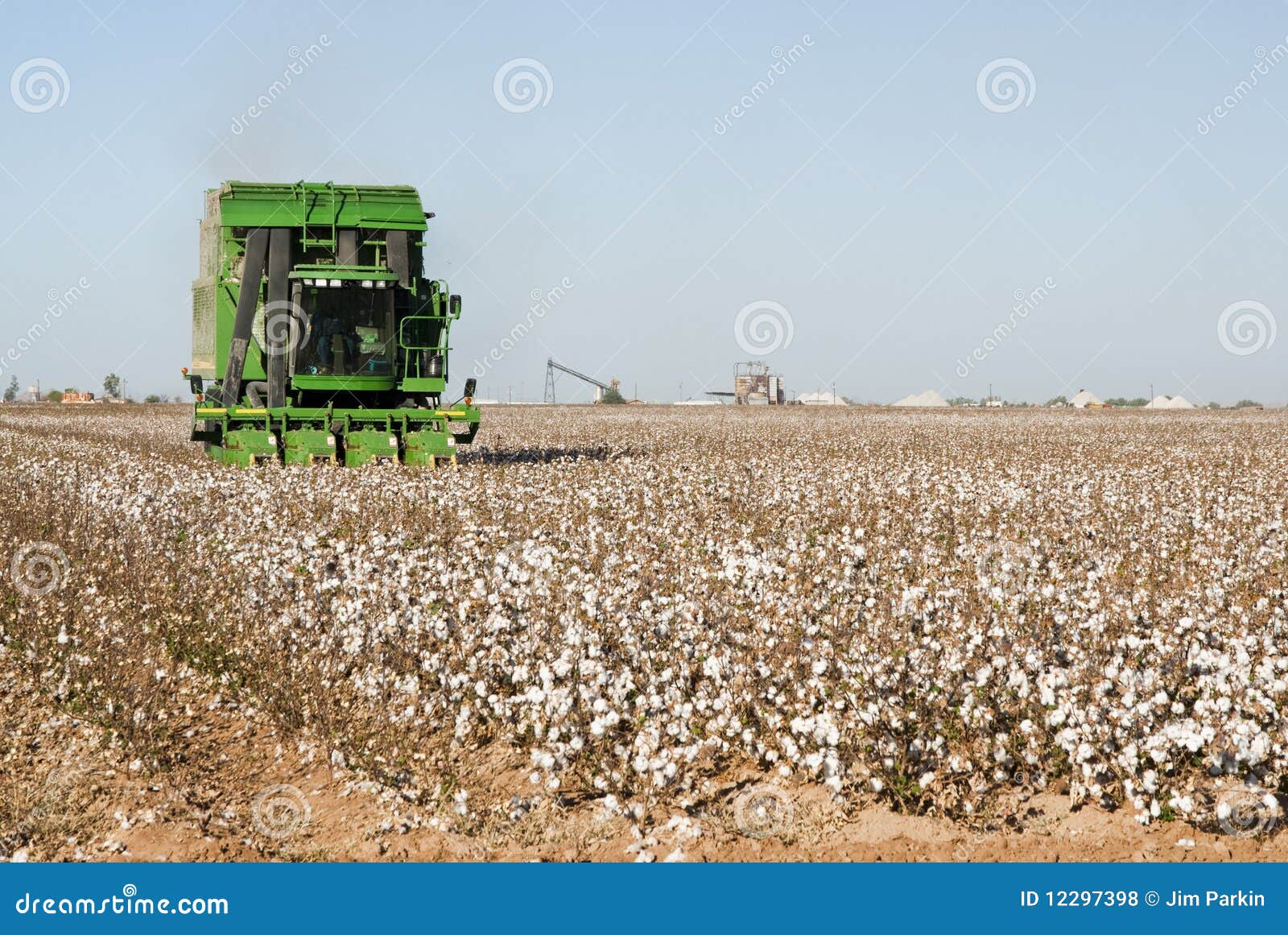 Raccolta del cotone fotografia stock. Immagine di lanuginoso - 12297398