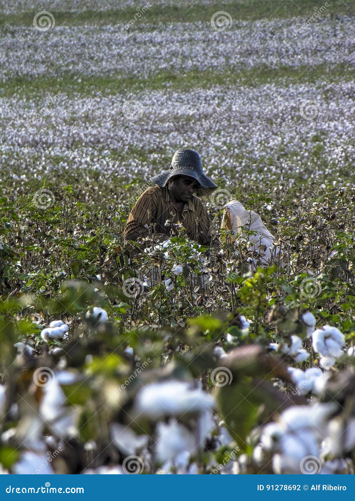 Raccolta del cotone fotografia editoriale. Immagine di paesaggio - 91278692