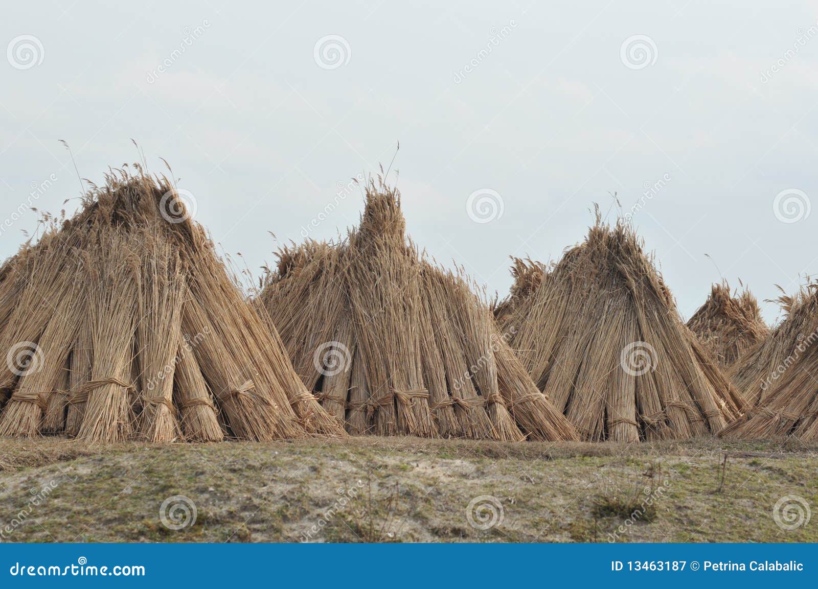 Raccolta del giunco immagine stock. Immagine di erbe - 13463187