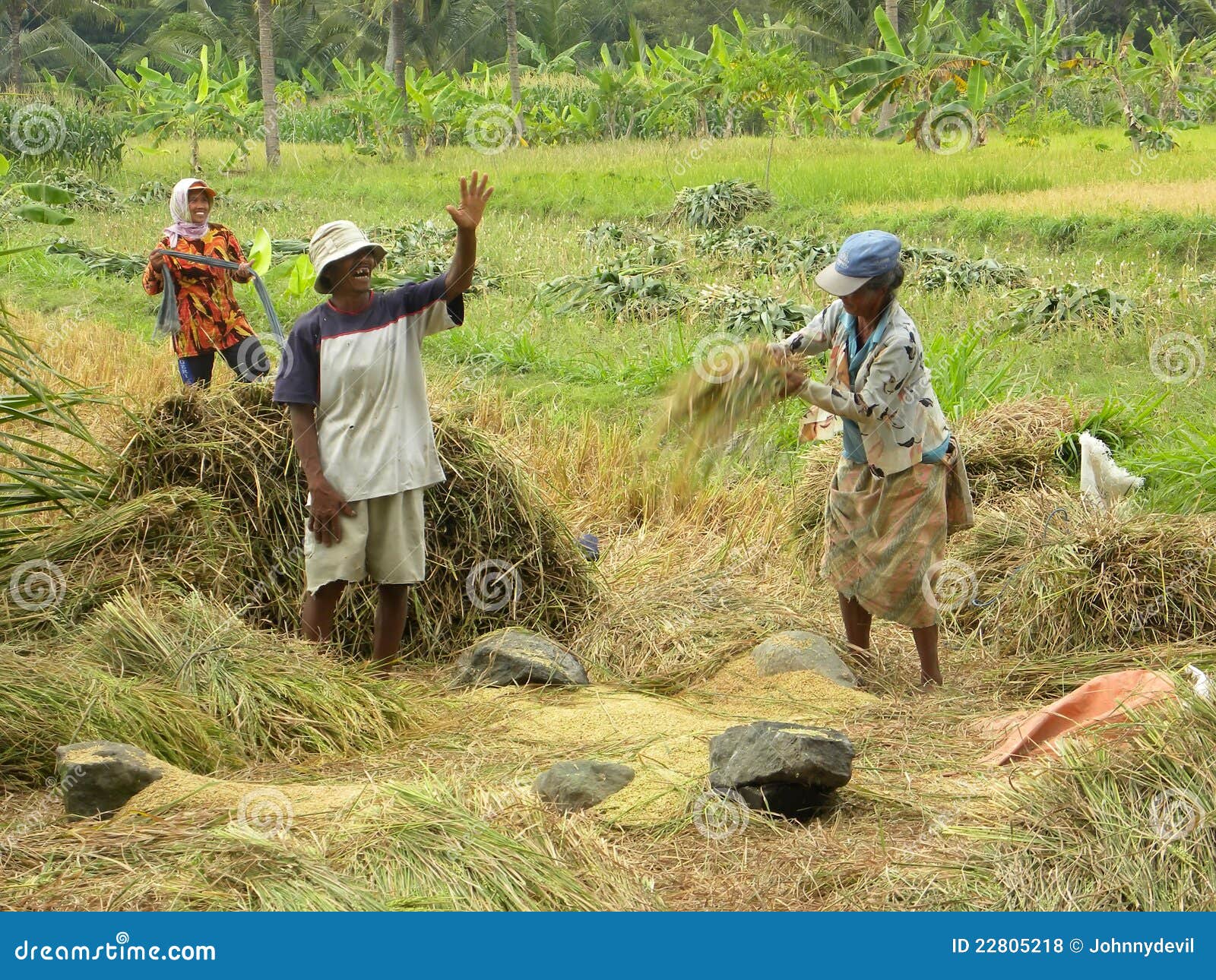 Raccolta del riso fotografia stock editoriale. Immagine di coltivatore ...