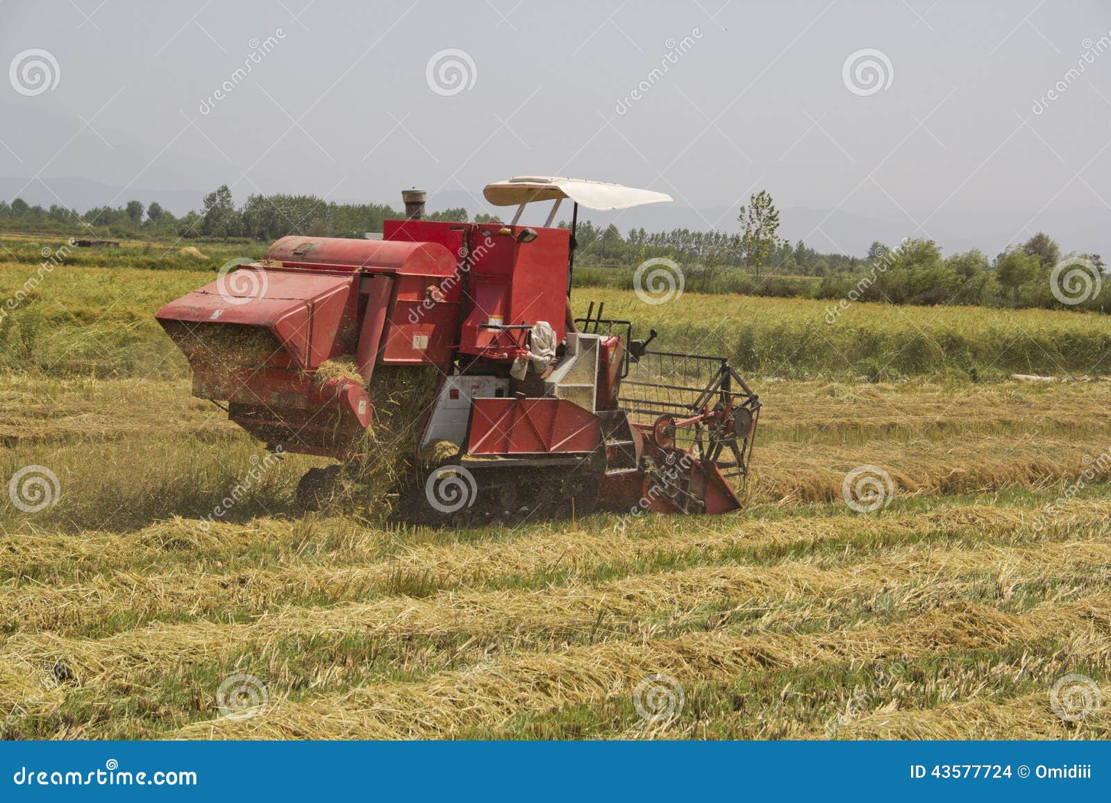 Raccolta del riso fotografia stock. Immagine di festival - 43577724