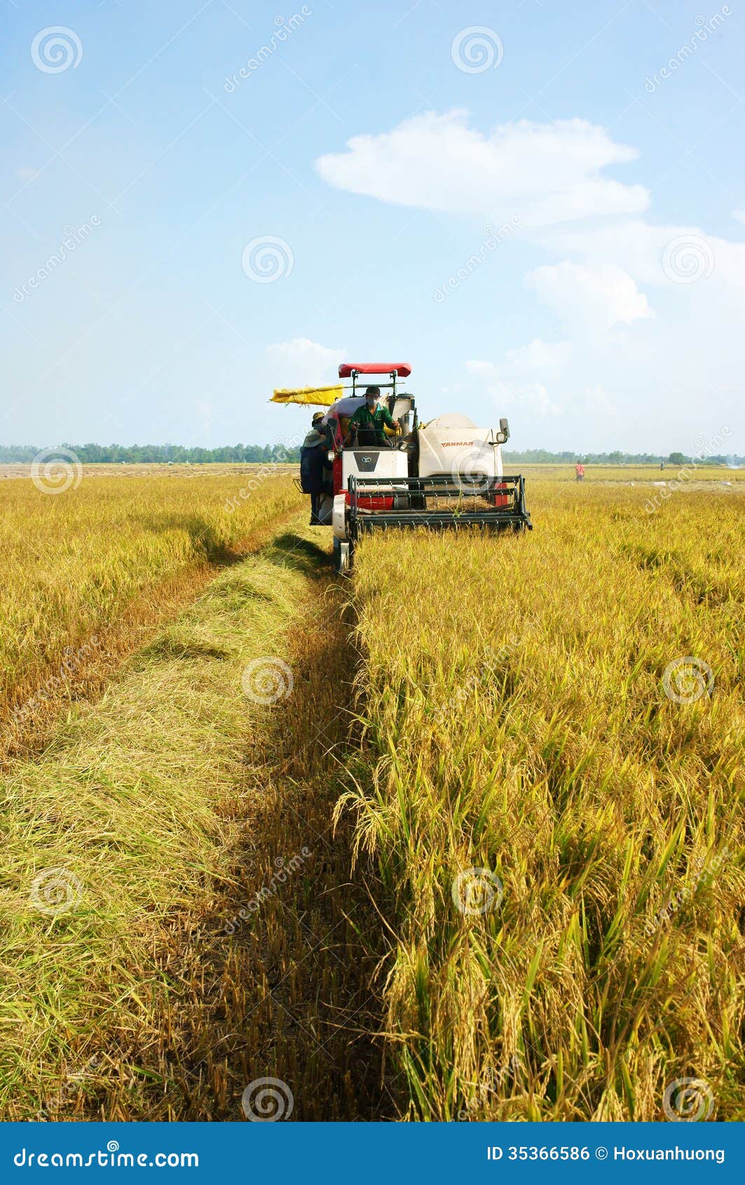 Raccolta Del Riso Maturo Sulla Risaia Fotografia Editoriale - Immagine ...