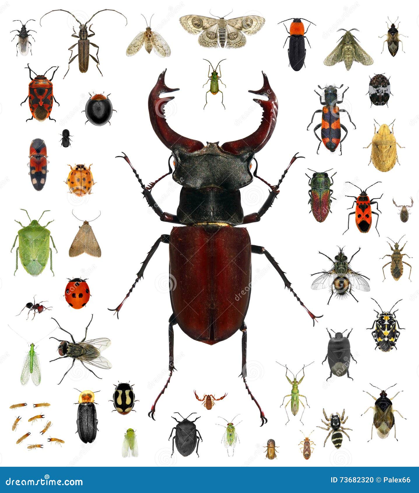 Raccolta dell'insetto fotografia stock. Immagine di pidocchi - 73682320