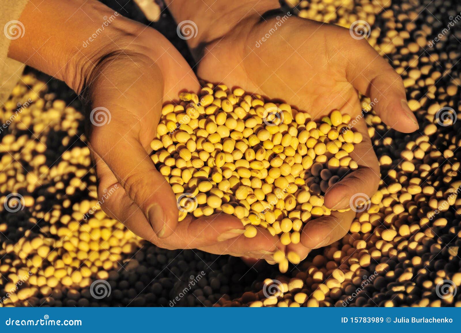 Raccolta della soia immagine stock. Immagine di giapponese - 15783989