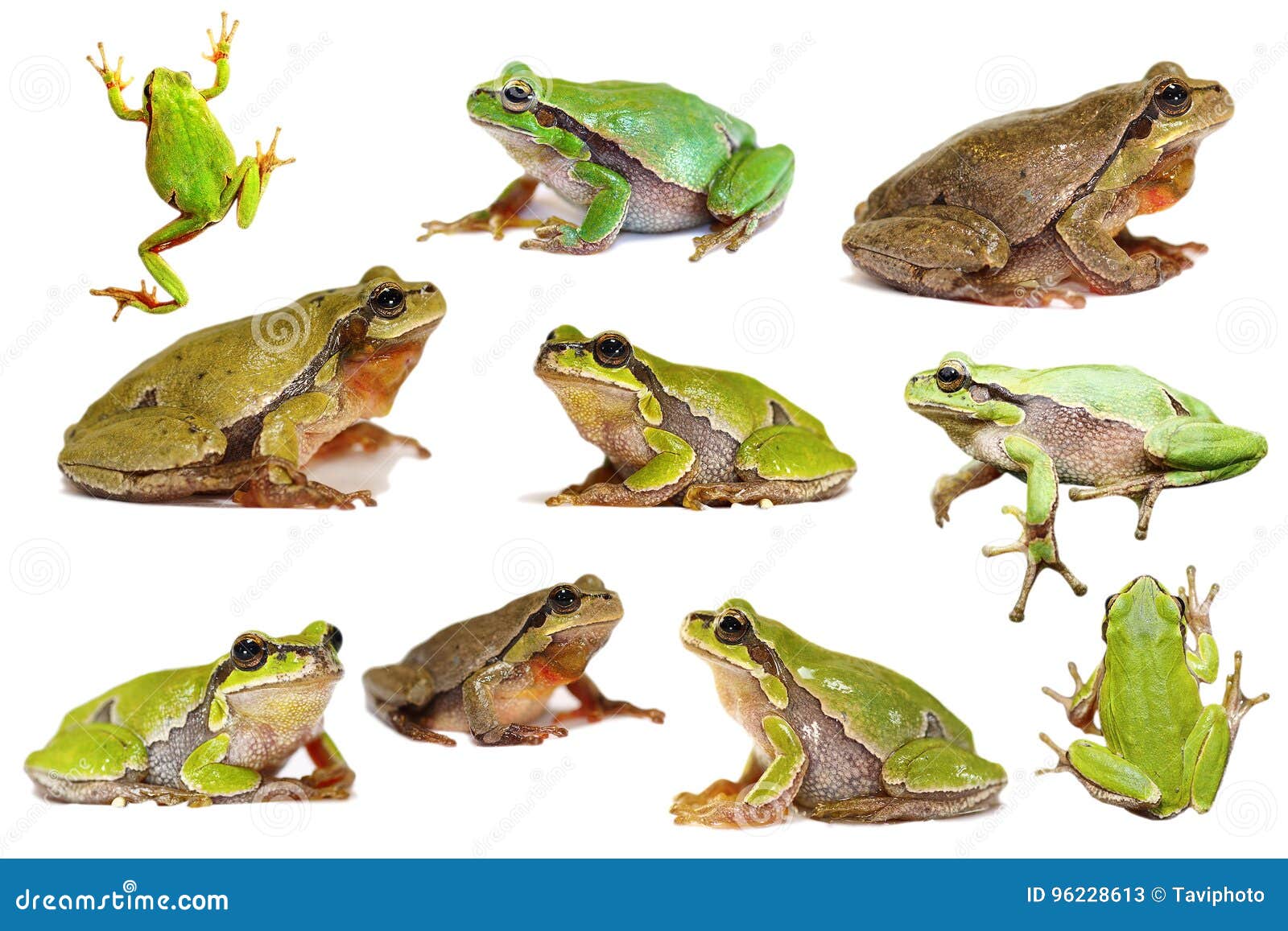 Raccolta Delle Rane Di Albero Verdi Isolate Immagine Stock - Immagine ...