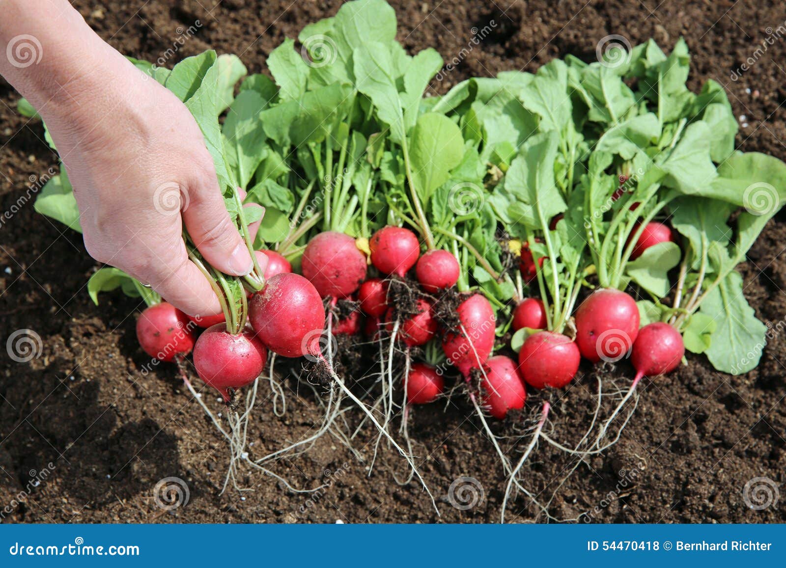 Raccolta Di Recente Del Ravanello Fotografia Stock - Immagine di ...