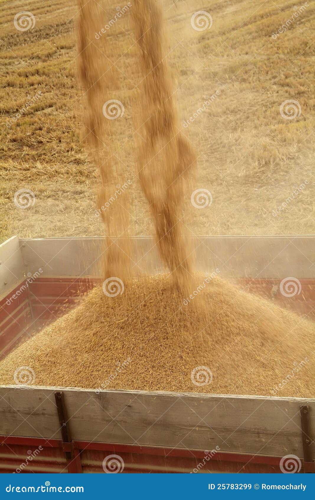 Raccolta Meccanizzata Del Riso Immagine Stock - Immagine di storia ...