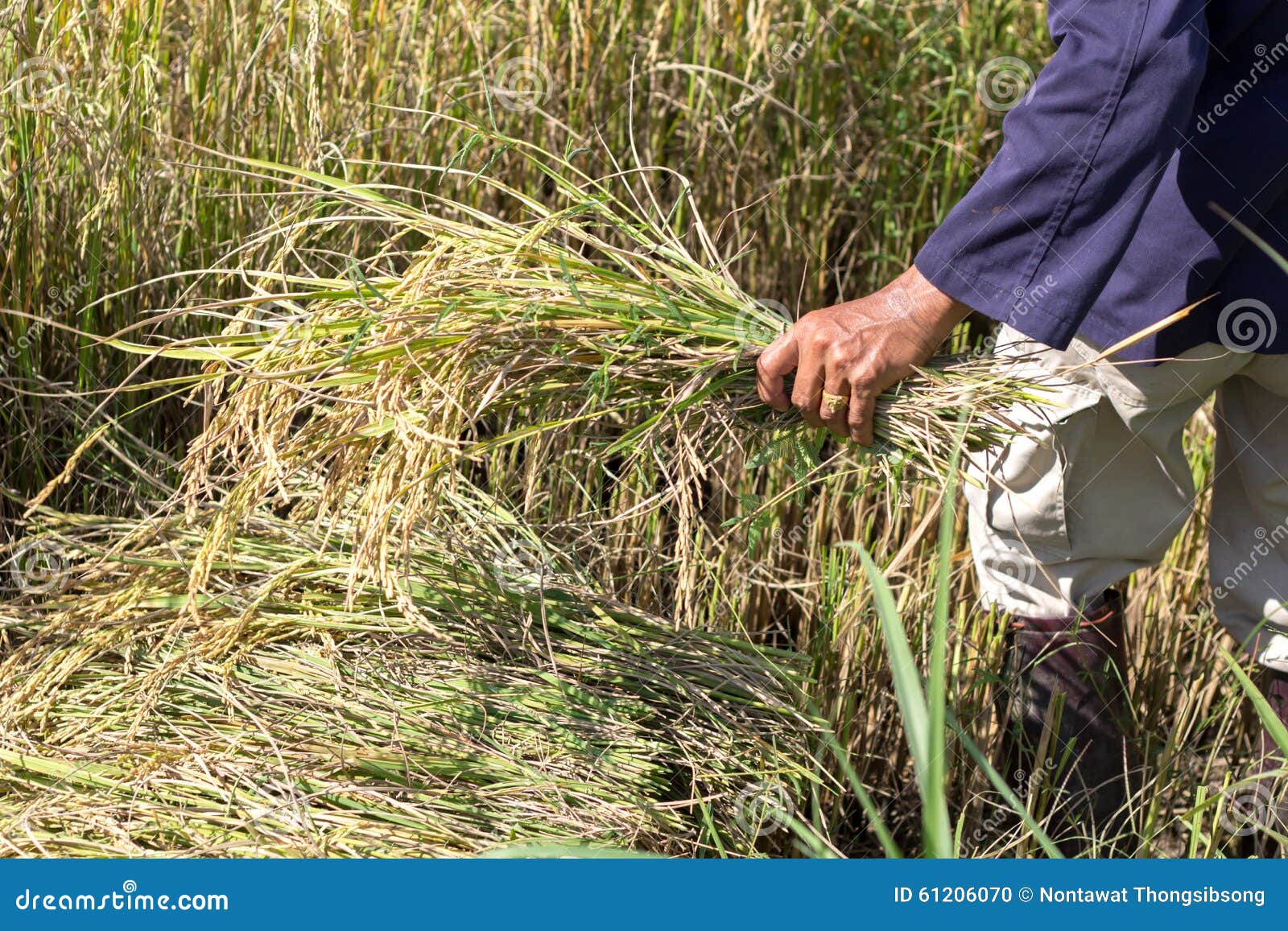 Raccolto del riso fotografia stock. Immagine di campo - 61206070