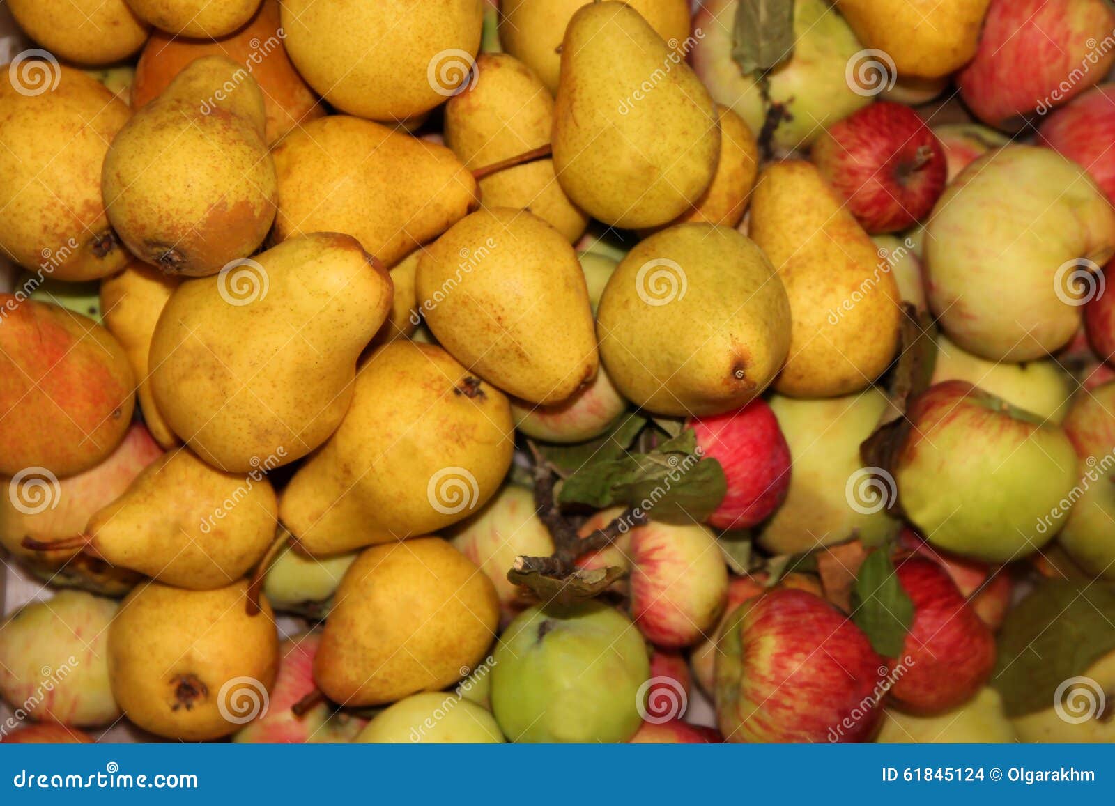 Raccolto Della Mela E Della Pera Fotografia Stock - Immagine di grezzo ...