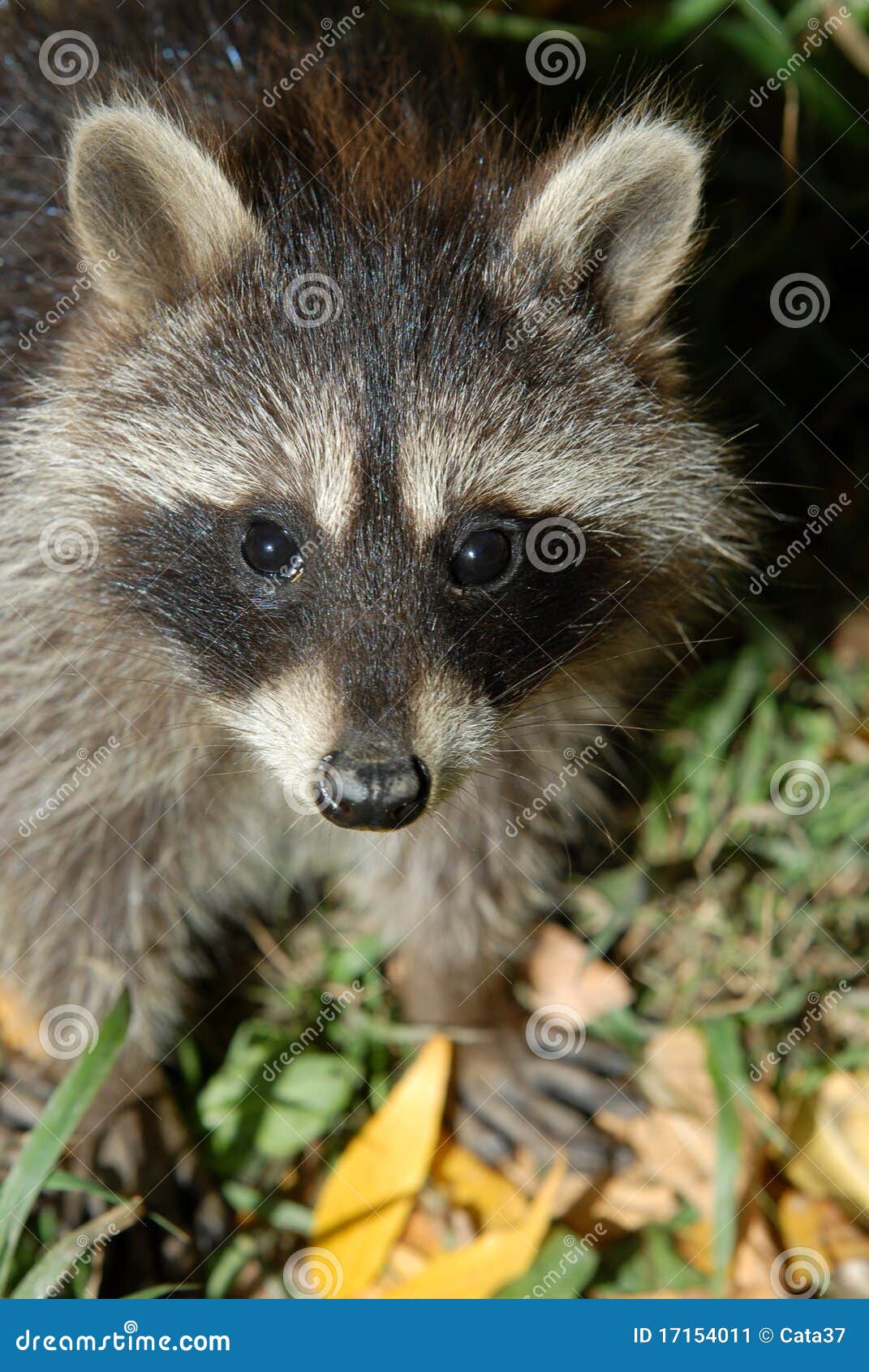 Raccon imagen de archivo. Imagen de elegante, animales - 17154011