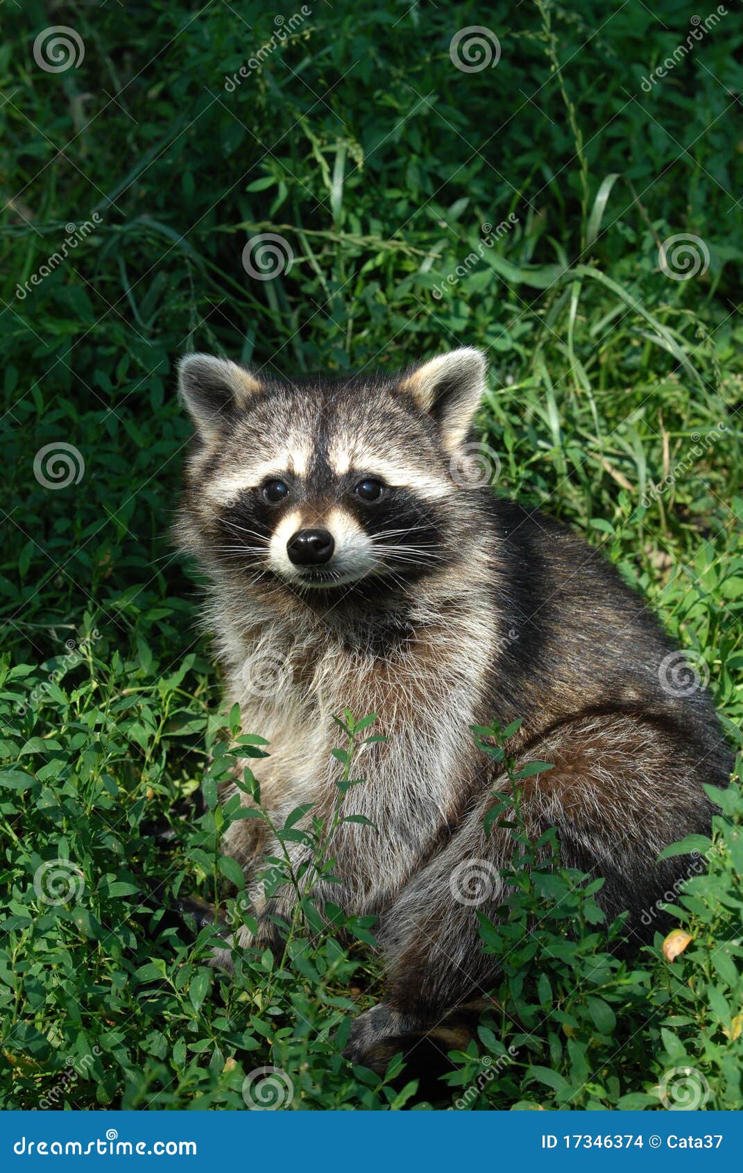 Raccon stock photo. Image of portrait, rodent, creature - 17346374