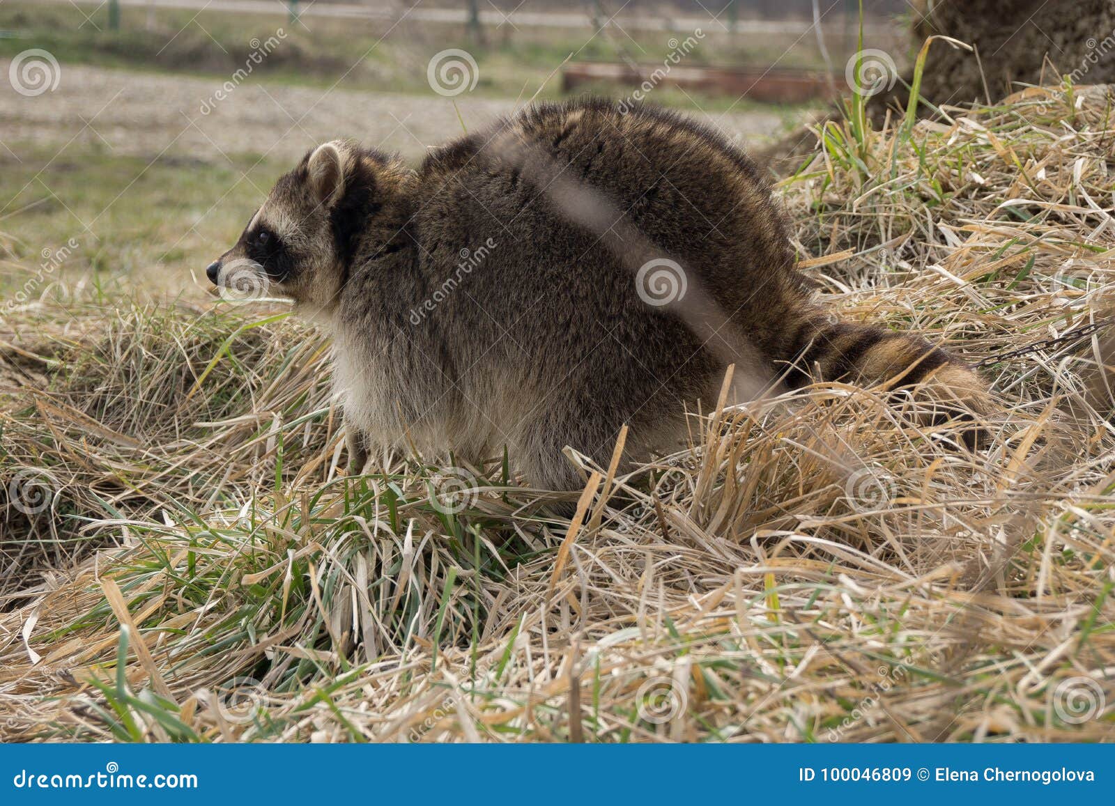 A raccon. stock image. Image of grass, animal, mammal - 100046809