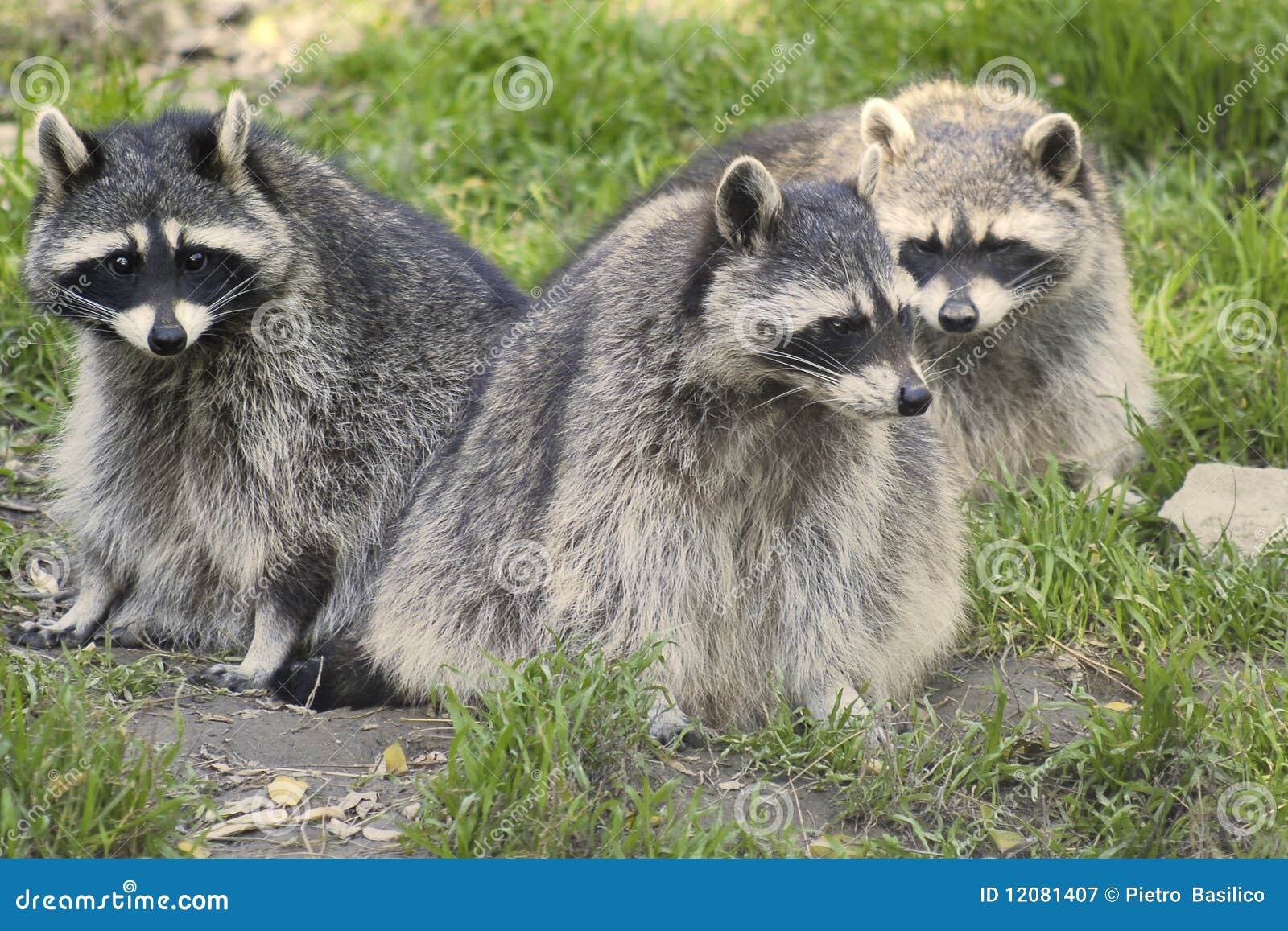 Raccons stock image. Image of fauna, raccoons, pellicccia - 12081407