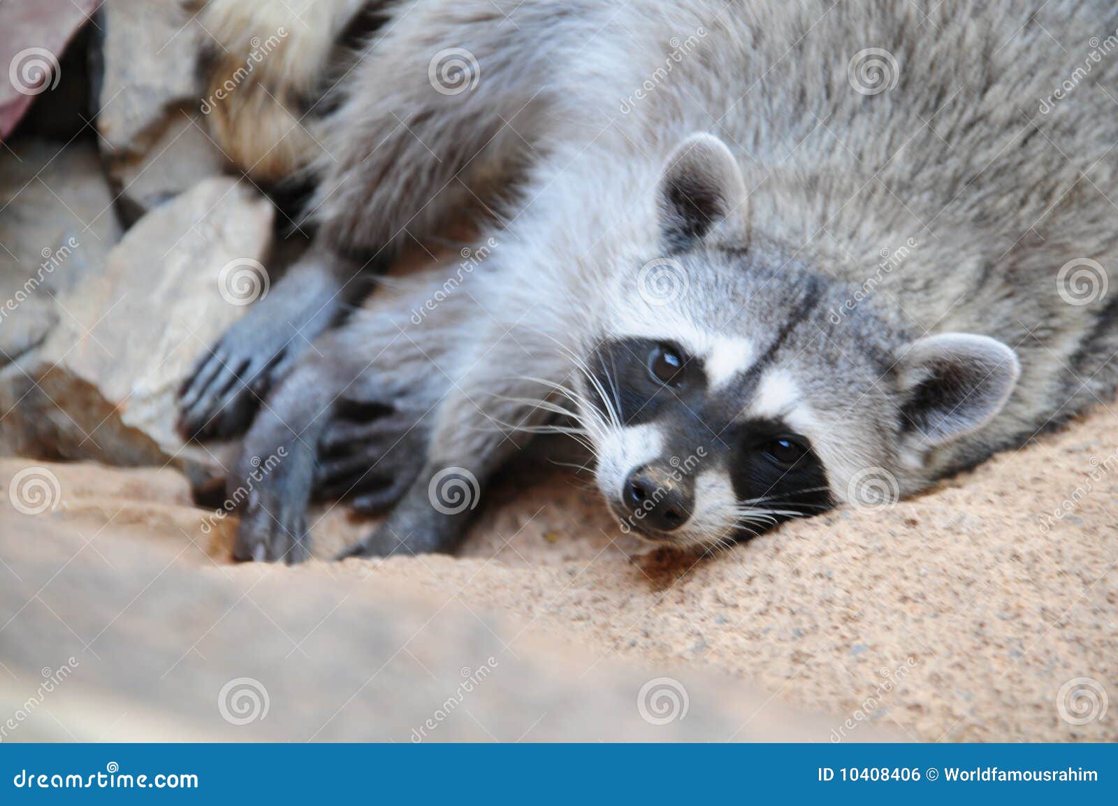 Raccoon stock photo. Image of raccoon, danger, mask, tucson - 10408406