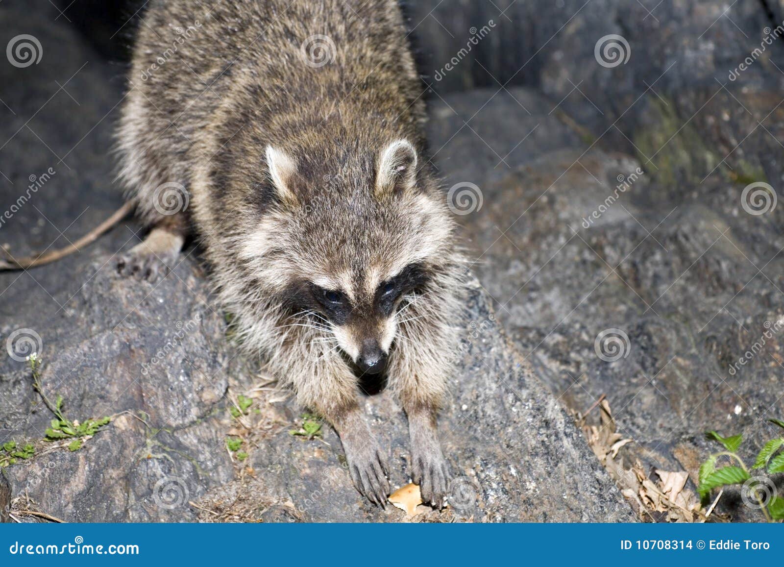 Raccoon stock photo. Image of cute, wildlife, evening - 10708314