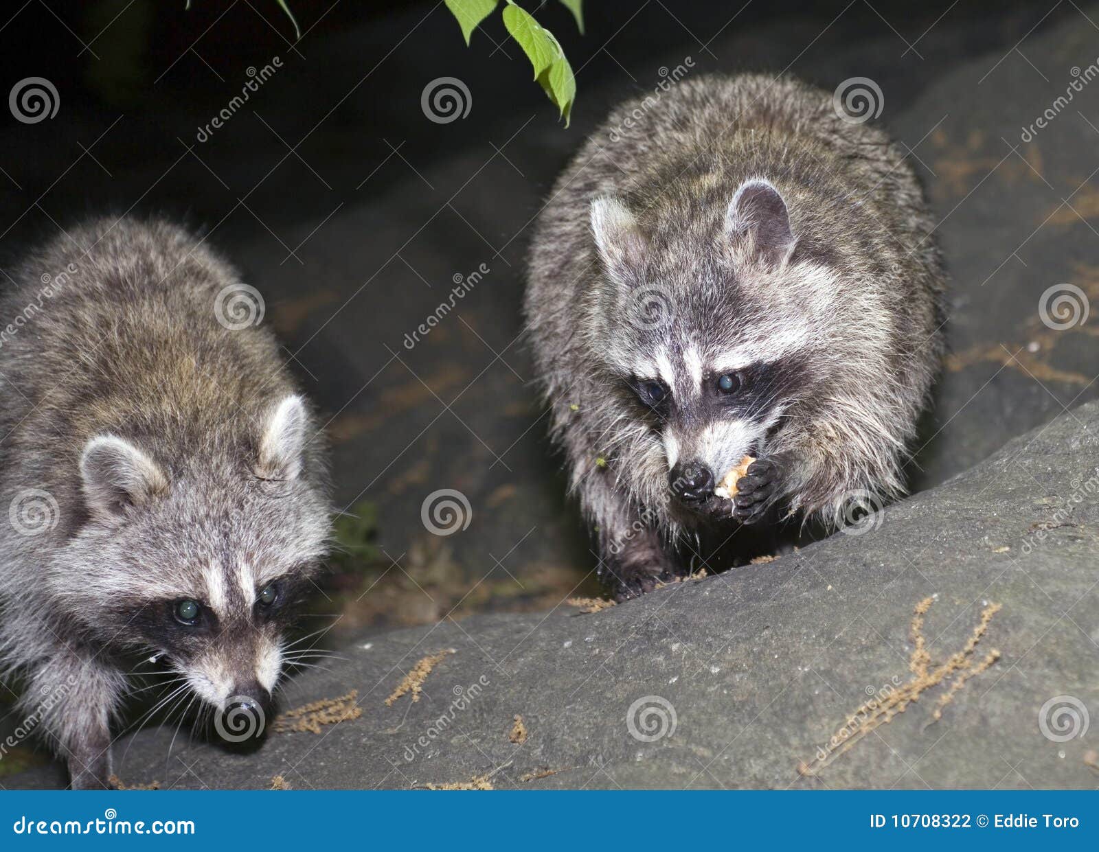 Raccoon stock photo. Image of dark, mammal, american - 10708322