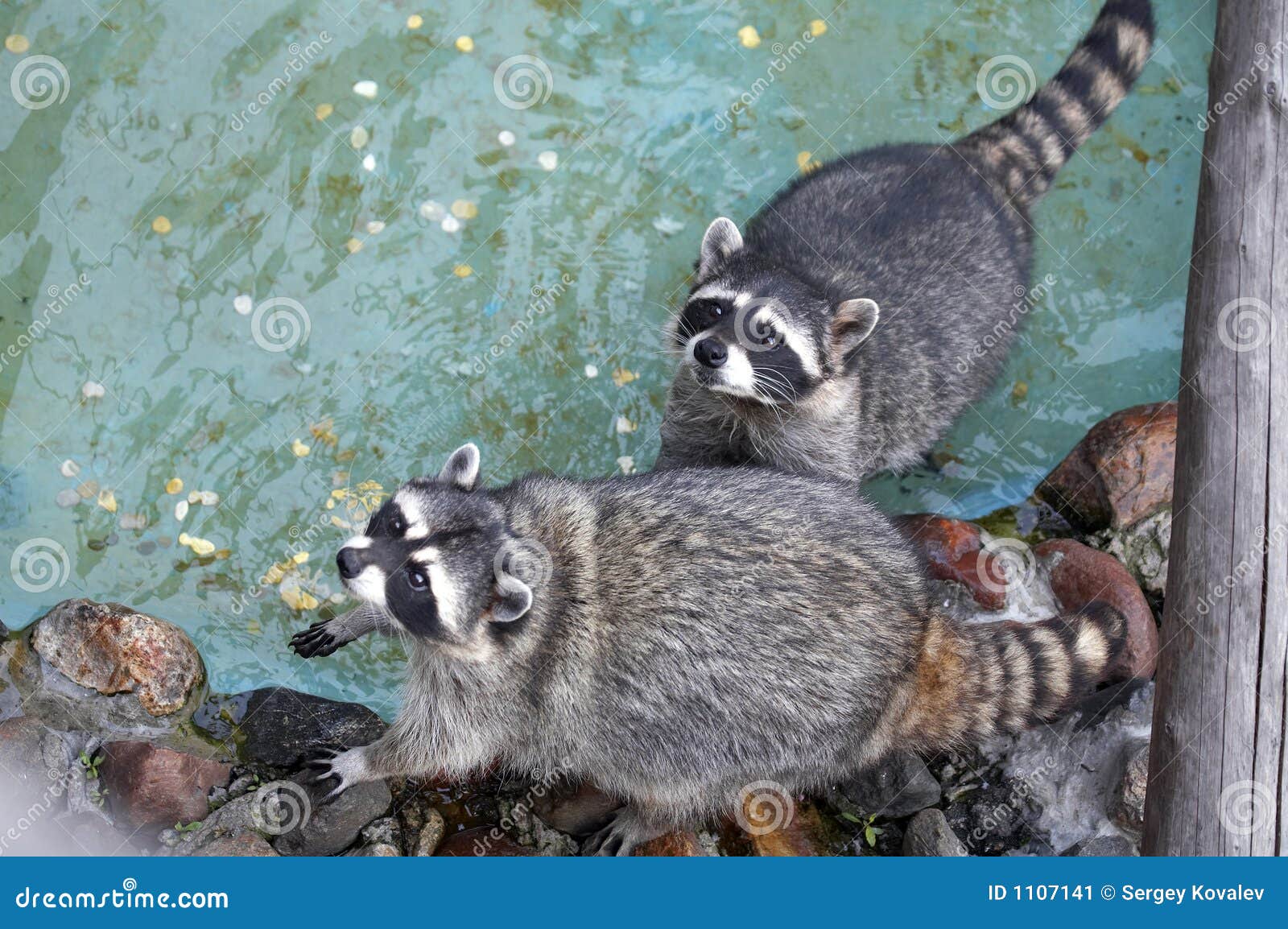 Raccoon stock image. Image of central, racoon, nocturnal - 1107141