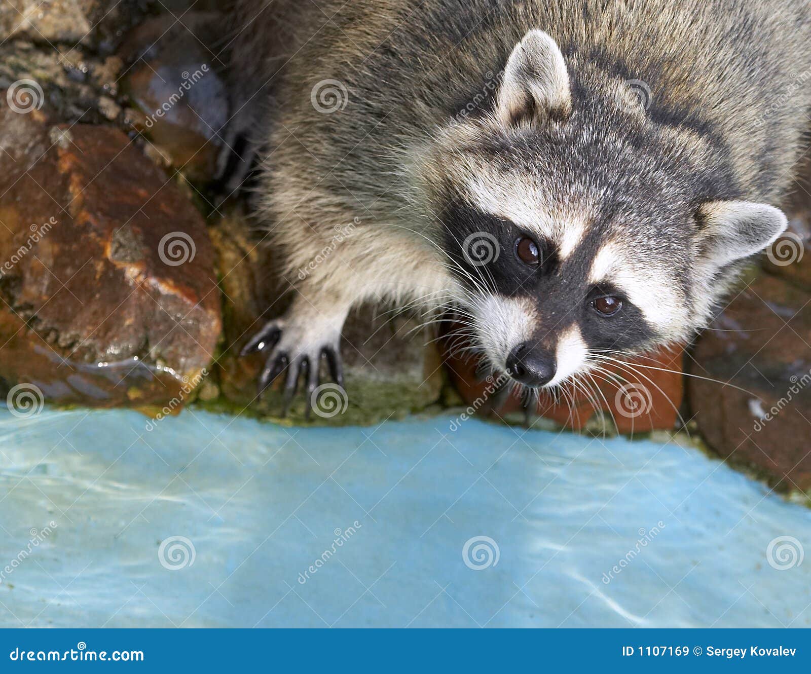 Raccoon stock image. Image of north, close, animal, head - 1107169