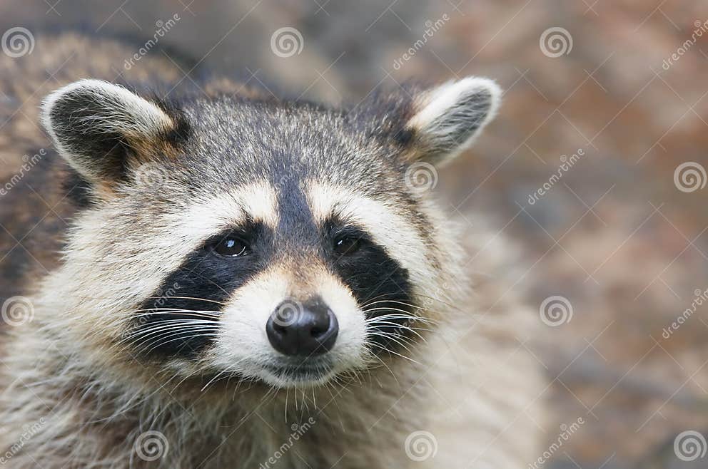 Raccoon stock photo. Image of raccoon, caged, muzzle, racoon - 1136014